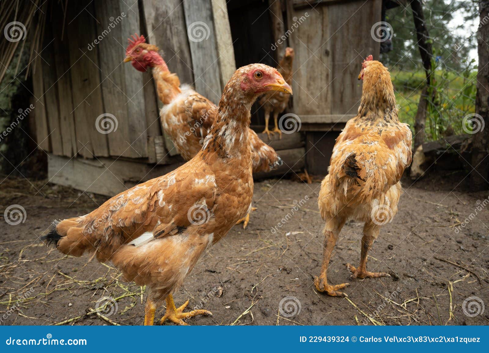 Pollos junto a su gallina foto de archivo. Imagen de primer - 229439324