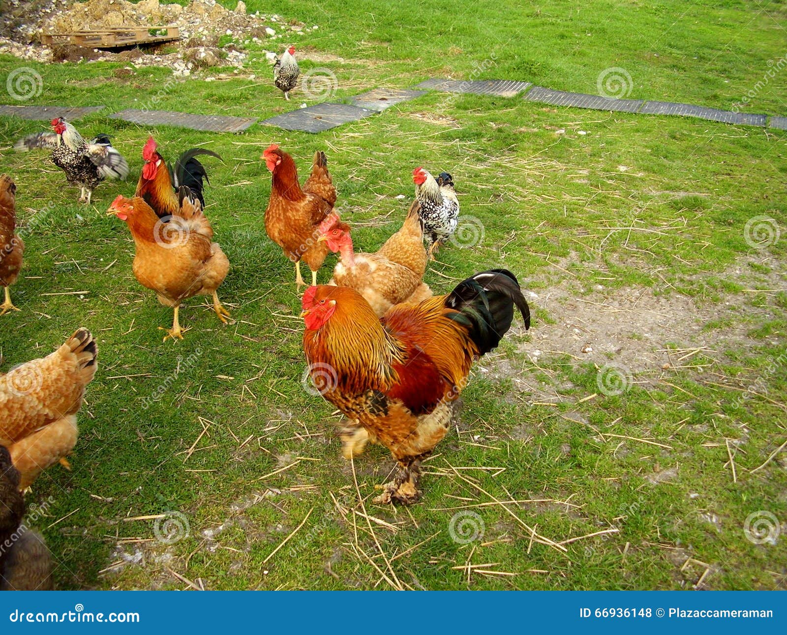 Pollos libres del rango foto de archivo. Imagen de pista - 66936148
