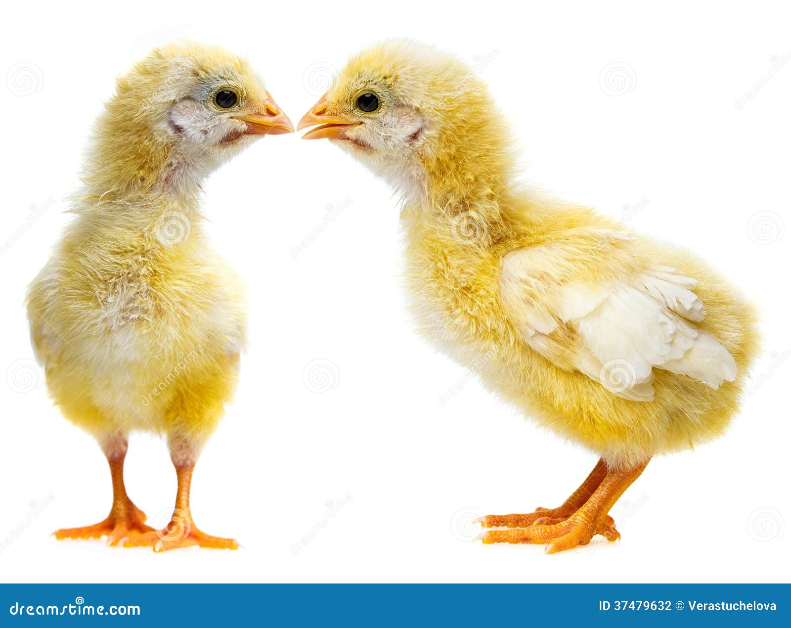 Pollos lindos - amor foto de archivo. Imagen de beso - 37479632