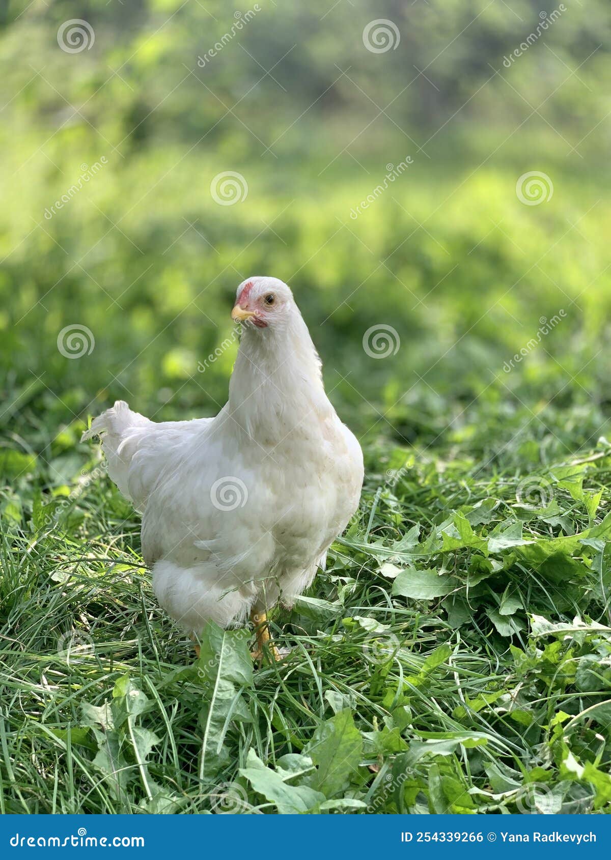 Pollos foto de archivo. Imagen de blanco, cubo, granjero - 254339266