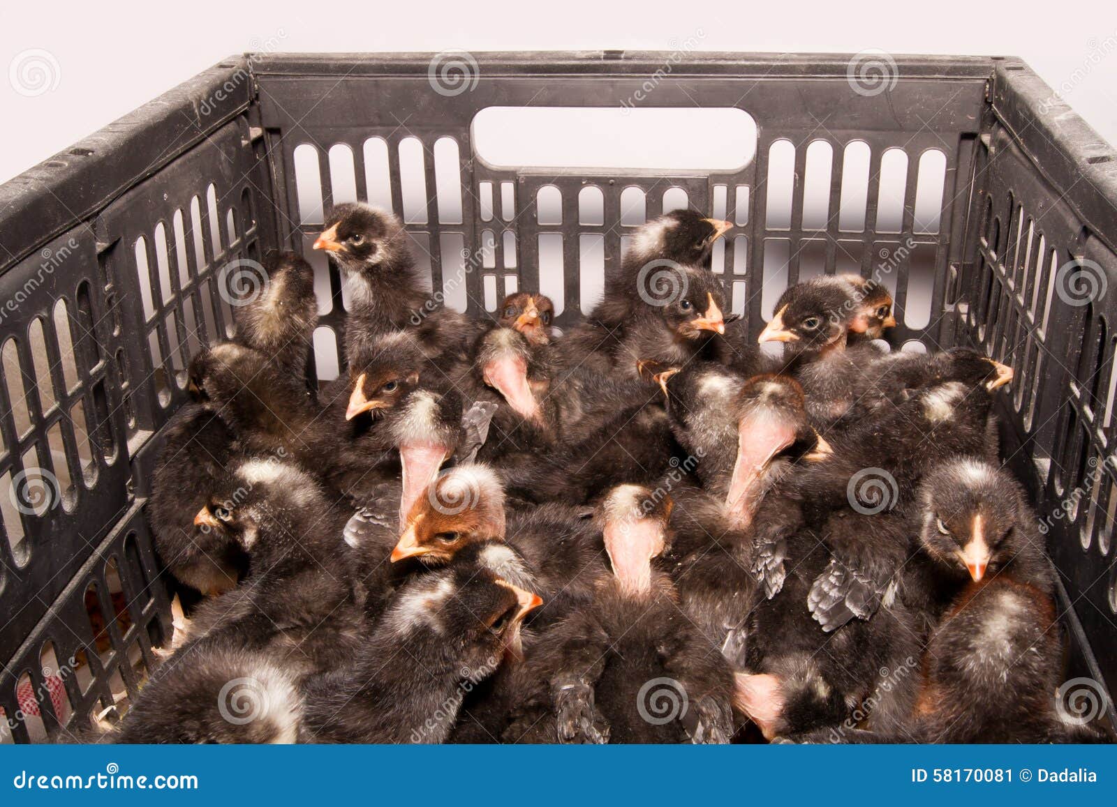 Pollos negro-necked calvos imagen de archivo. Imagen de humor - 58170081