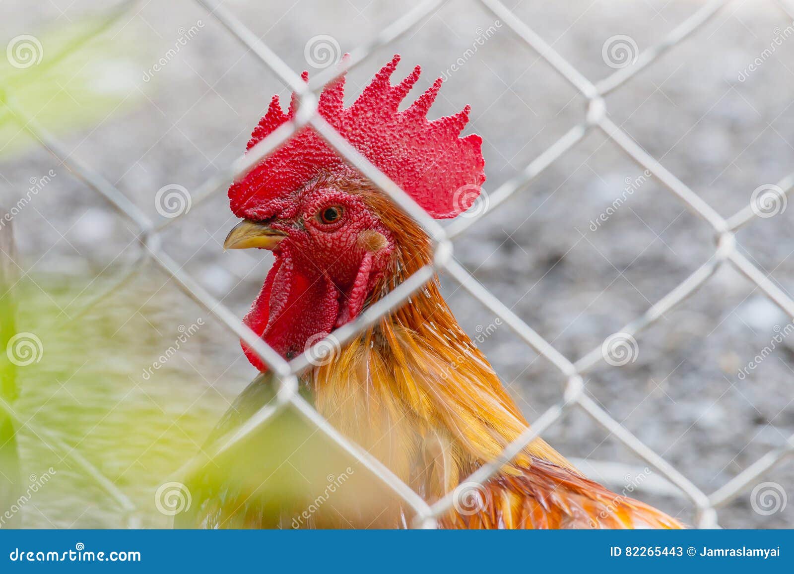 Pollos pequenos en jaulas imagen de archivo. Imagen de cara - 82265443