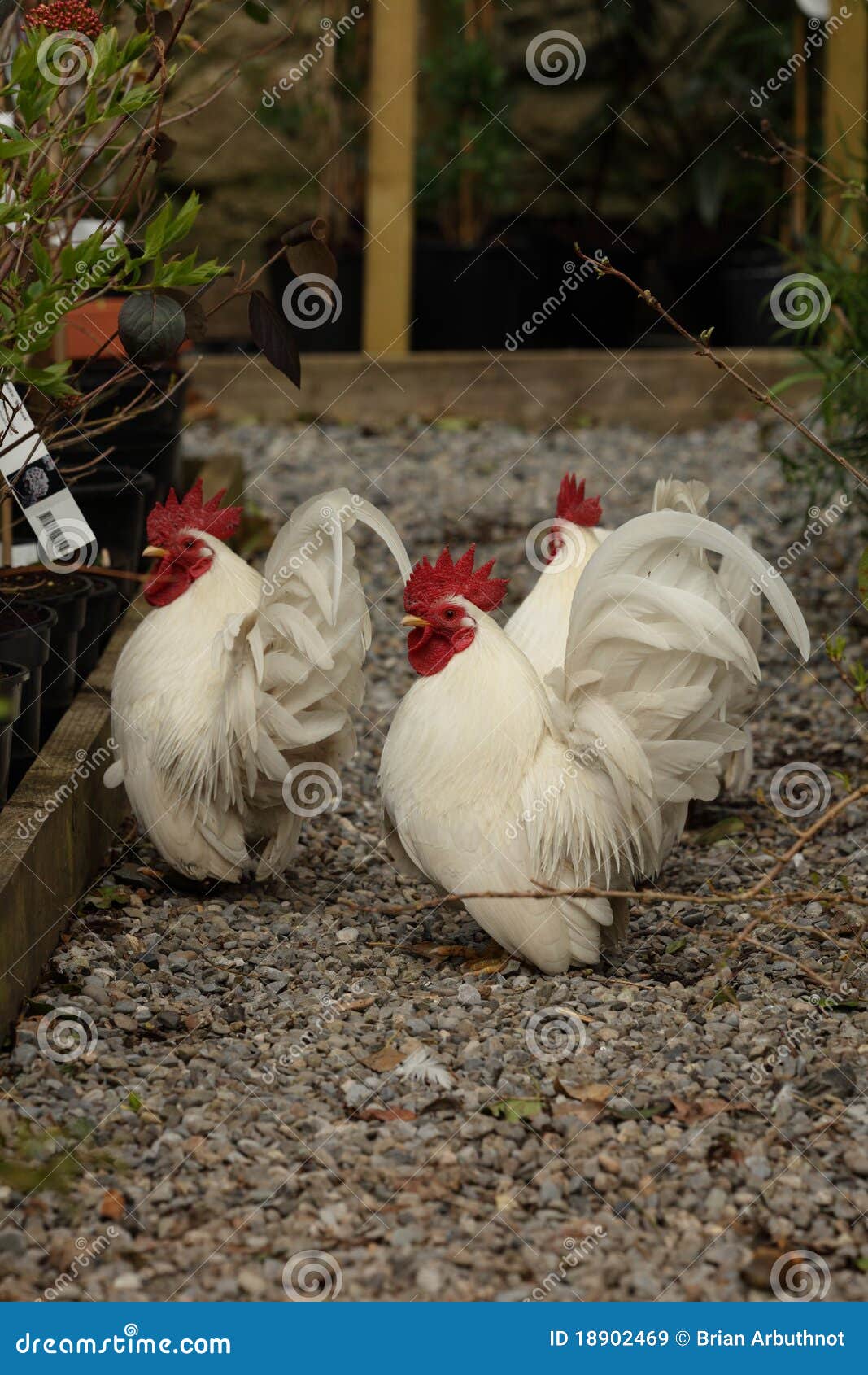 Pollos pequenos japoneses. imagen de archivo. Imagen de pluma - 18902469