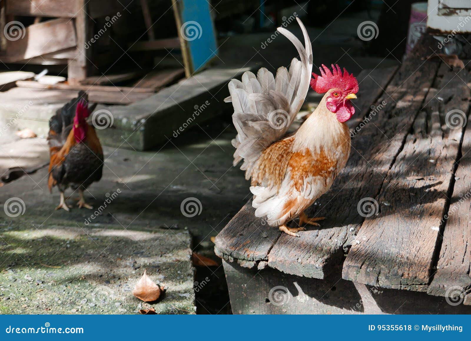 Pollos pequenos lindos foto de archivo. Imagen de gallo - 95355618