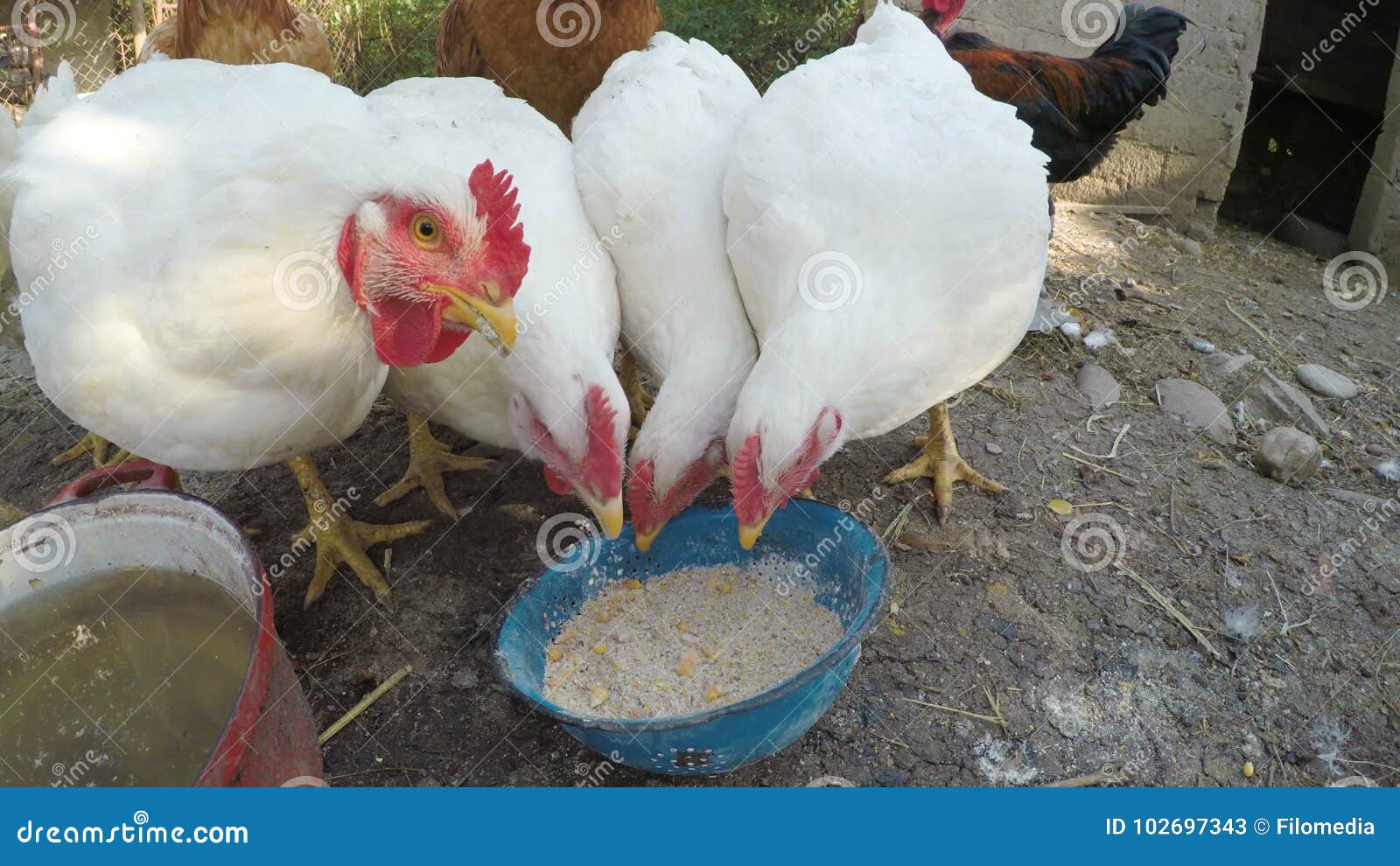 Pollos Que Comen De Un Canal En Un Establo En El Campo - Almacen De Video - Vídeo de exterior ...