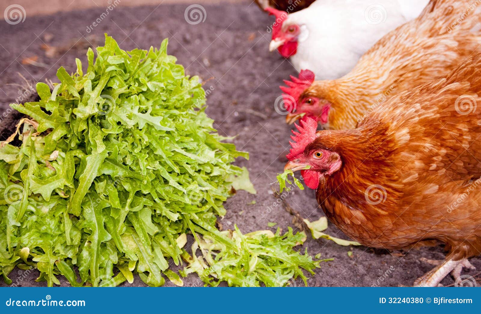 Pollos que comen lechuga foto de archivo. Imagen de verde - 32240380