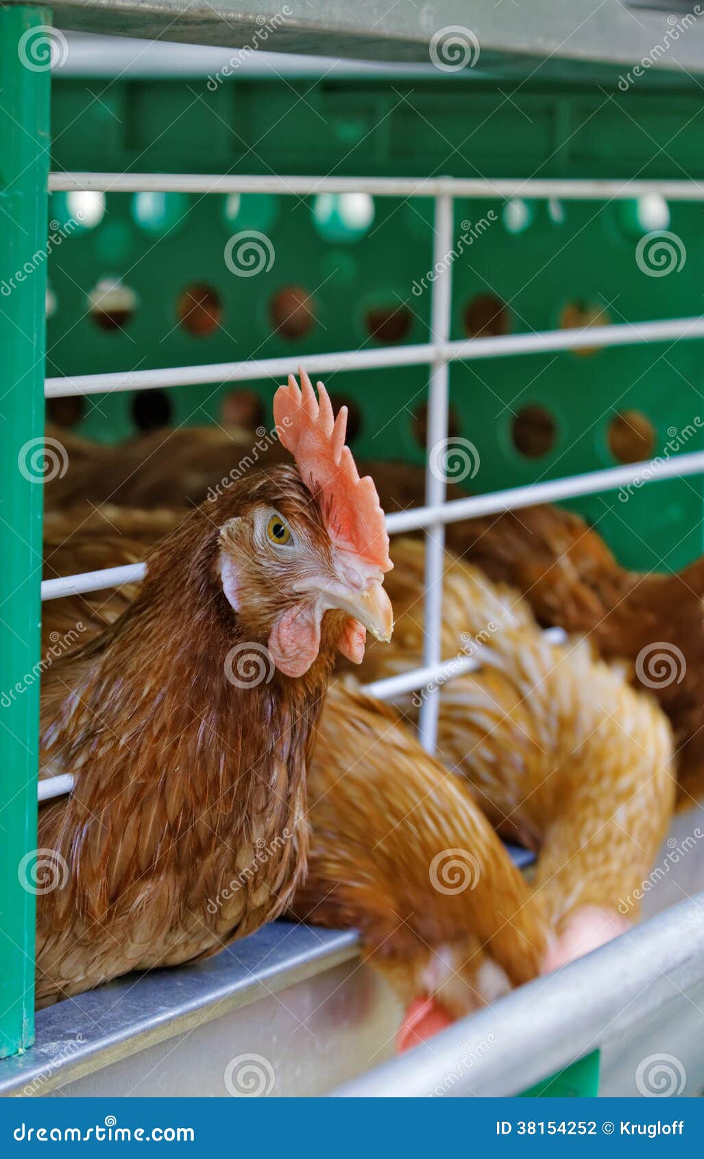 Pollos rojos en la granja foto de archivo. Imagen de pluma - 38154252