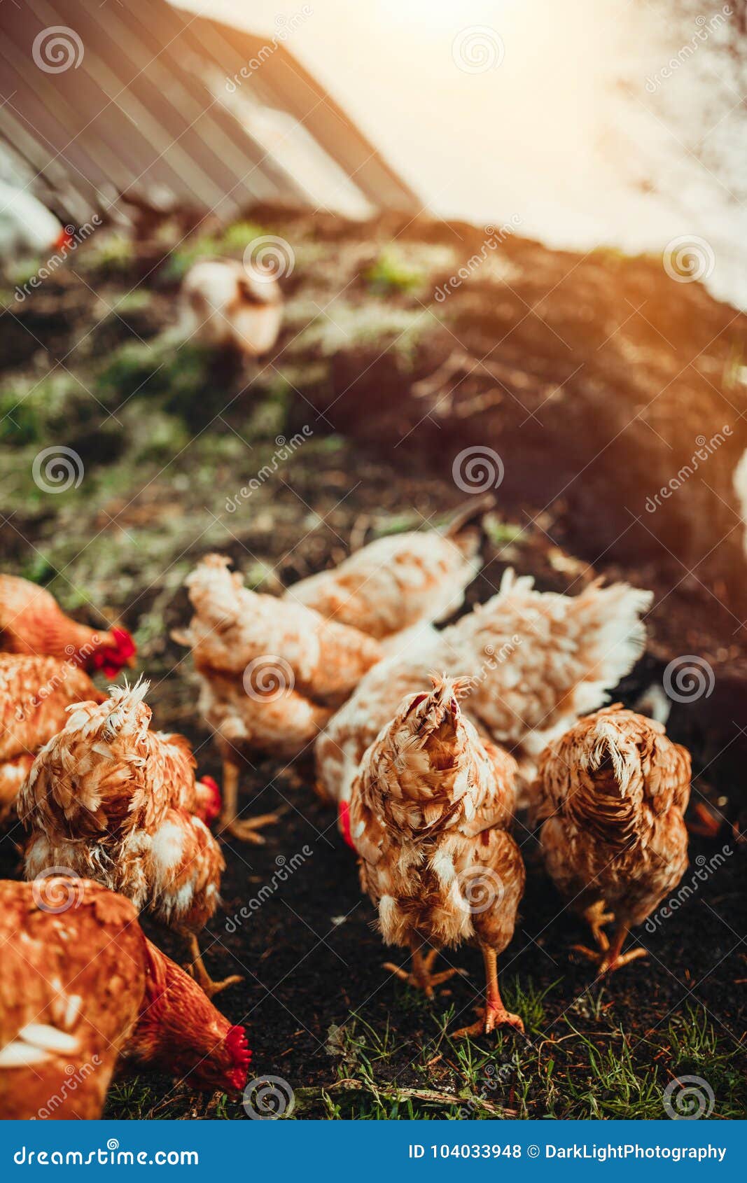 Pollos Vivos De La Gama Libre Foto de archivo - Imagen de gallina ...