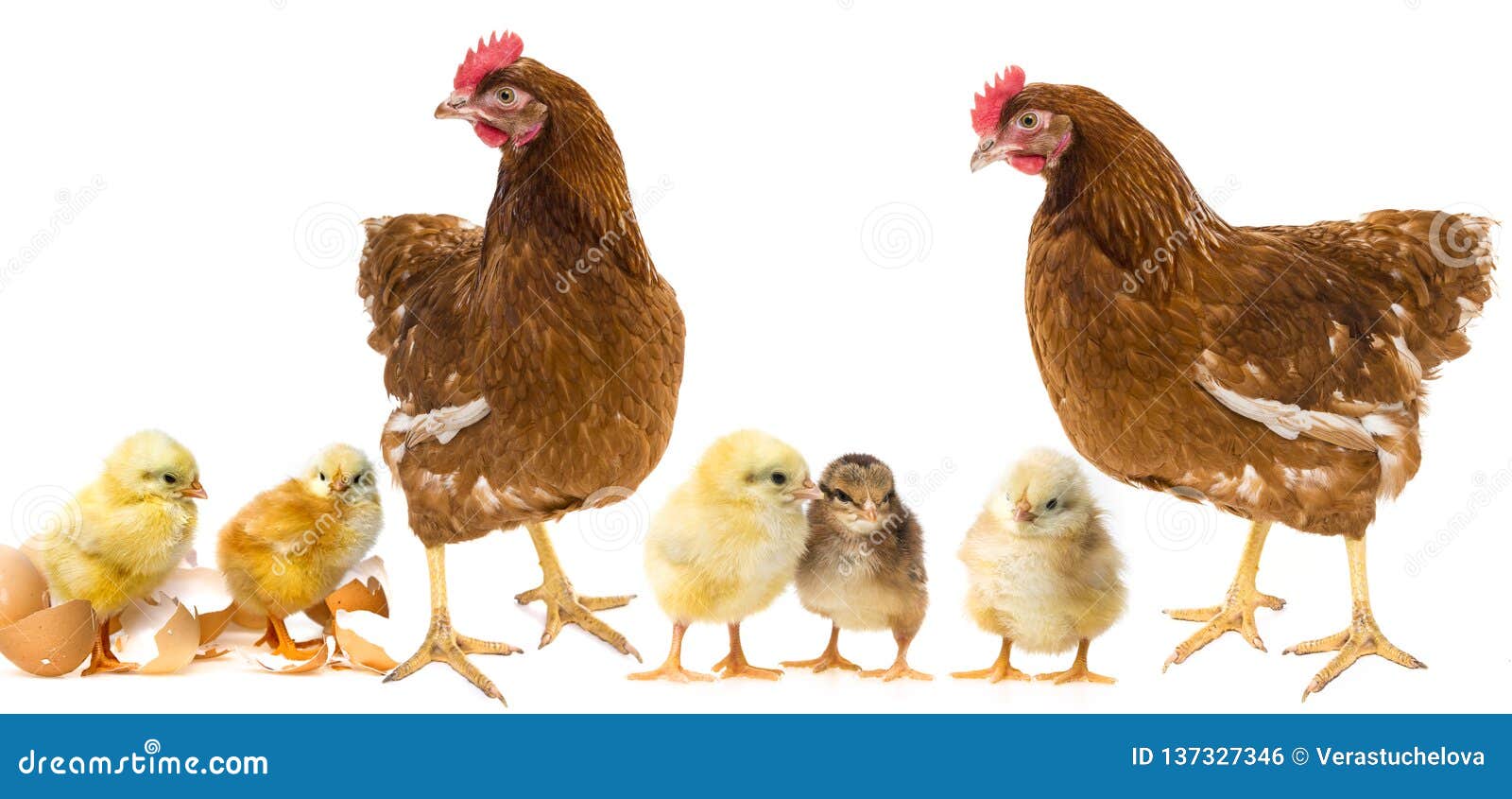 Pollos y gallinas foto de archivo. Imagen de pollo, blanco - 137327346