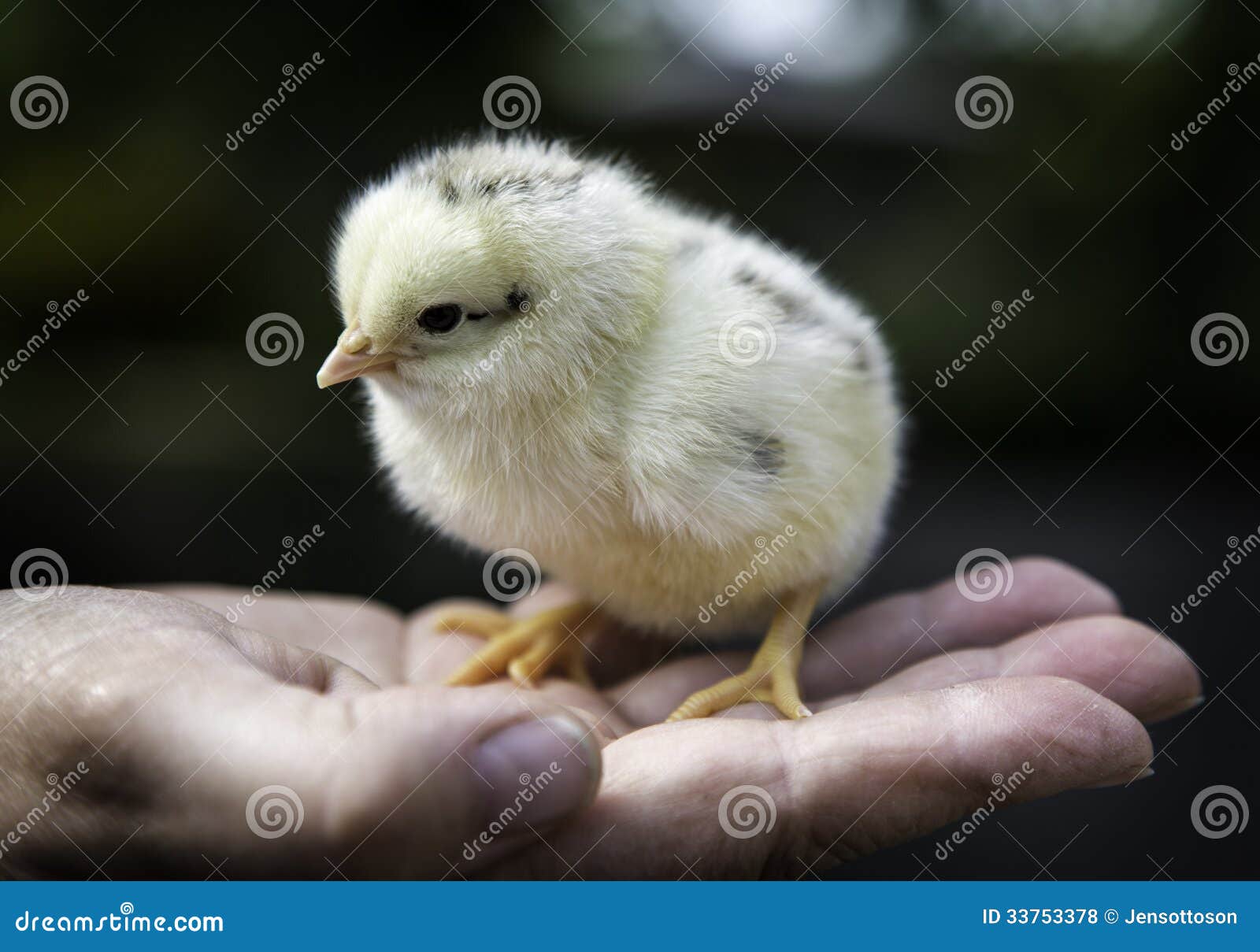 Polluelo foto de archivo. Imagen de polluelo, oriente - 33753378