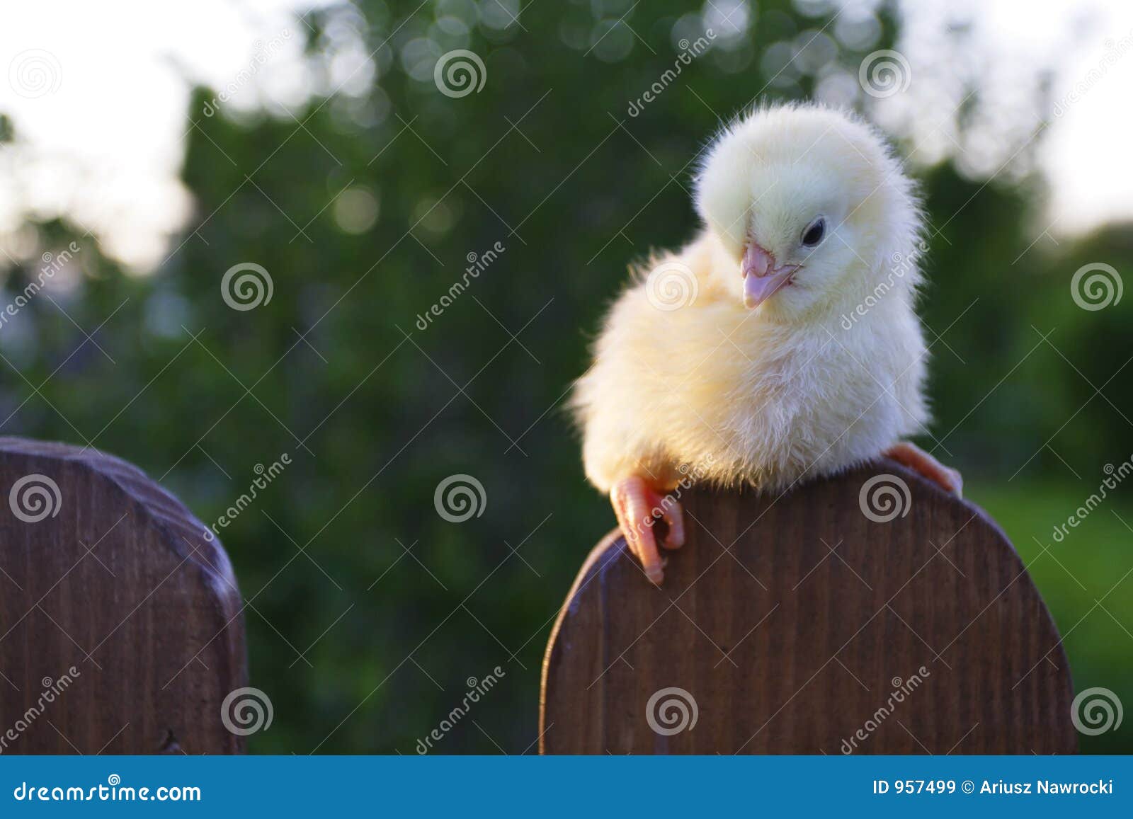 Polluelo imagen de archivo. Imagen de pollo, joven, pelusa - 957499