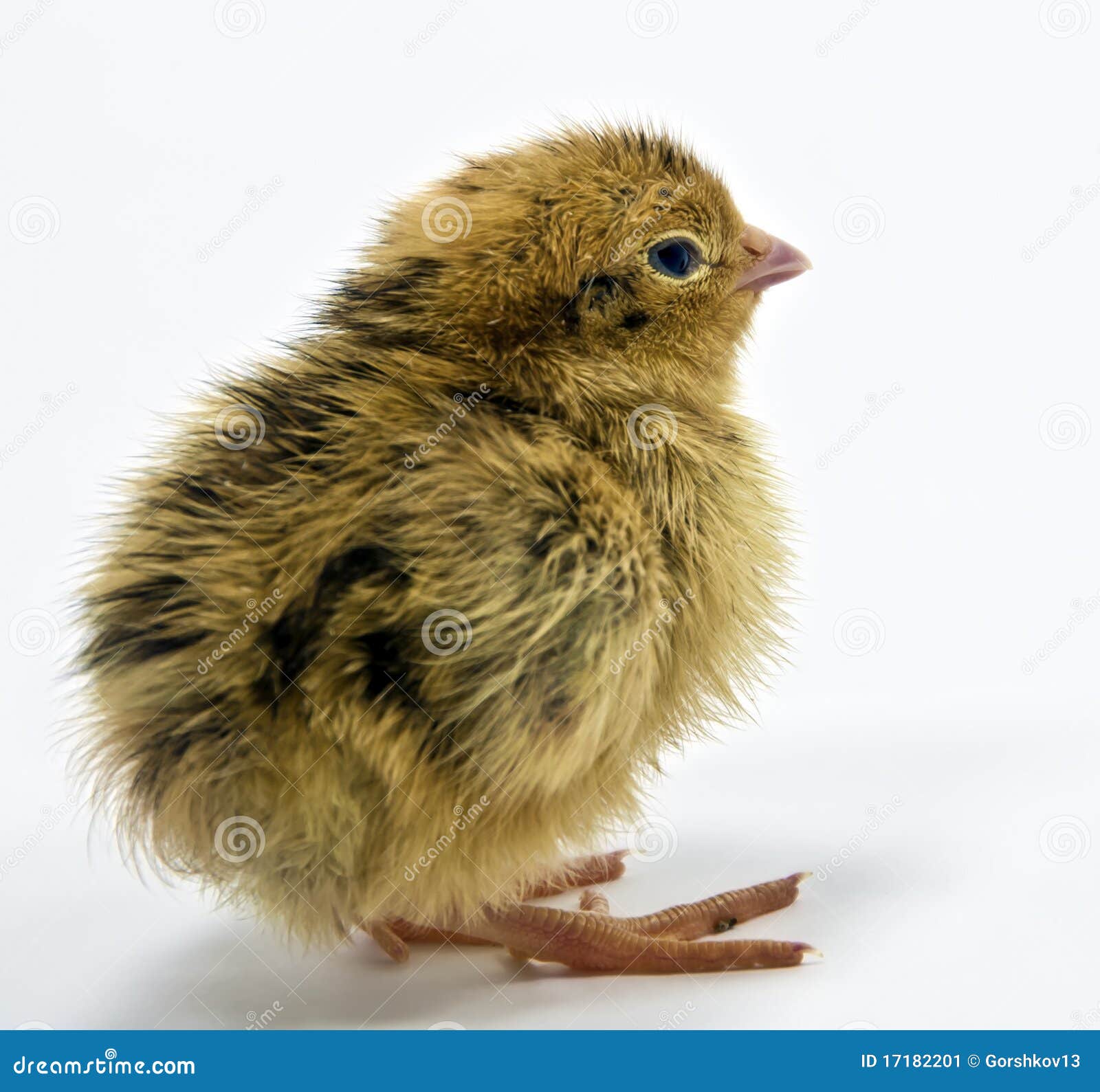 Polluelo de codornices imagen de archivo. Imagen de ganado - 17182201