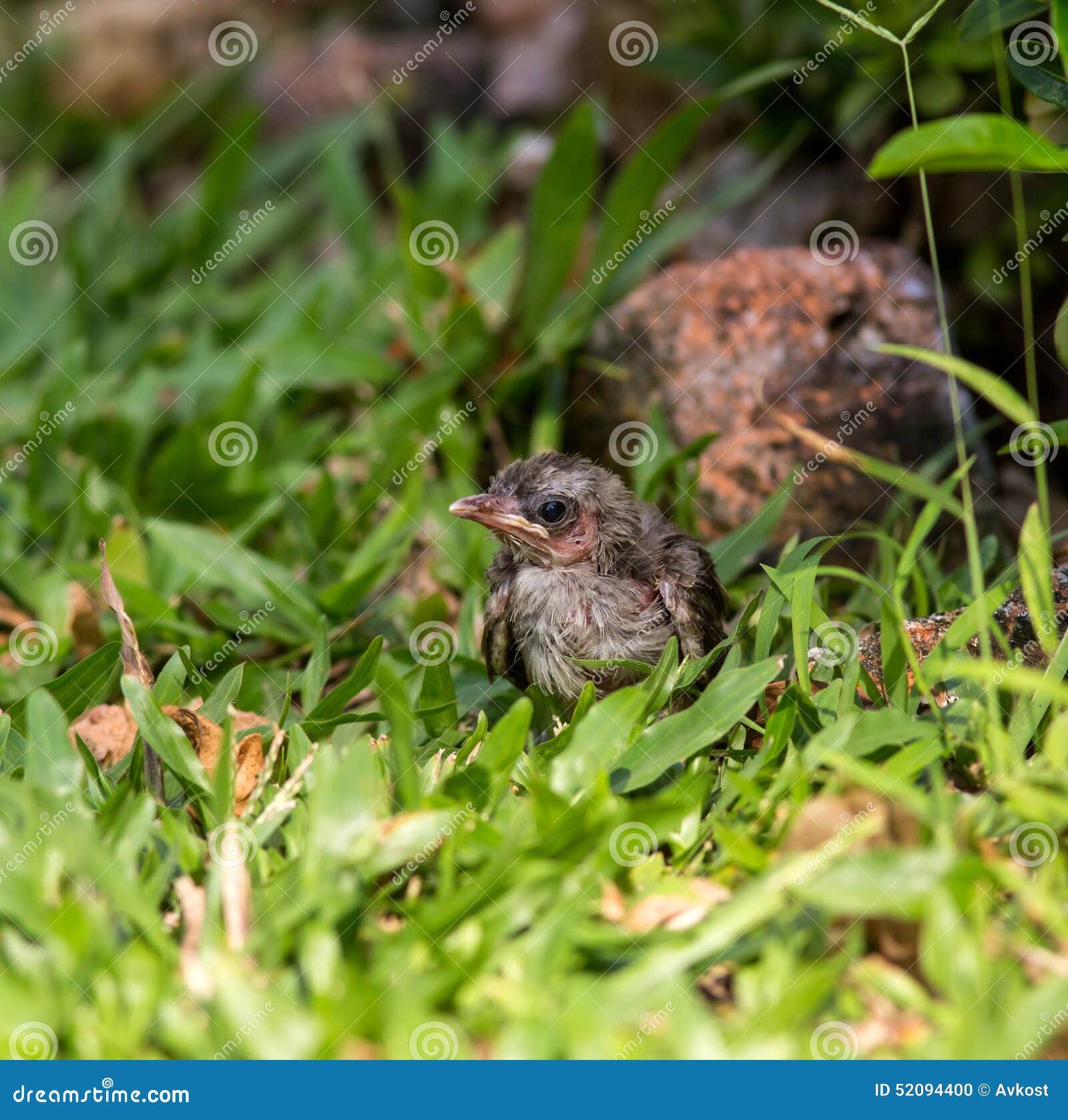 Polluelo del Bulbul foto de archivo. Imagen de aves, santuario - 52094400