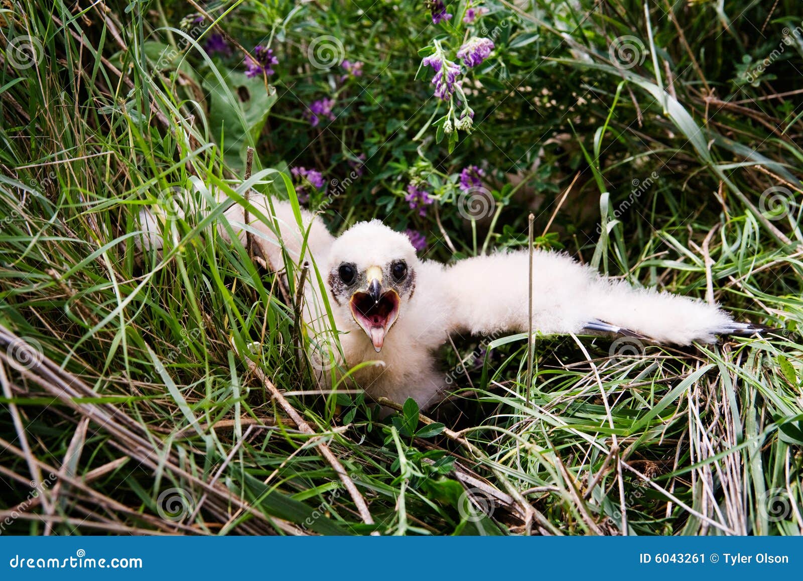 Polluelo Del Halcón De La Pradera Imagen de archivo - Imagen de especie ...