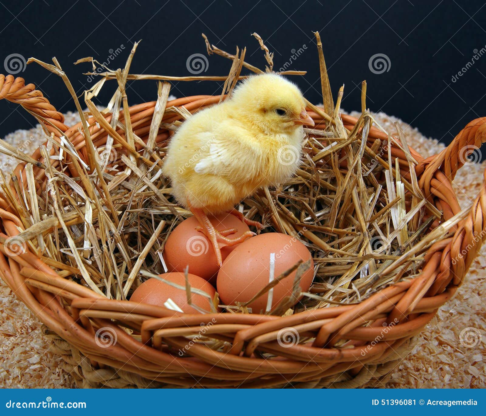 Polluelo en los huevos imagen de archivo. Imagen de aves - 51396081