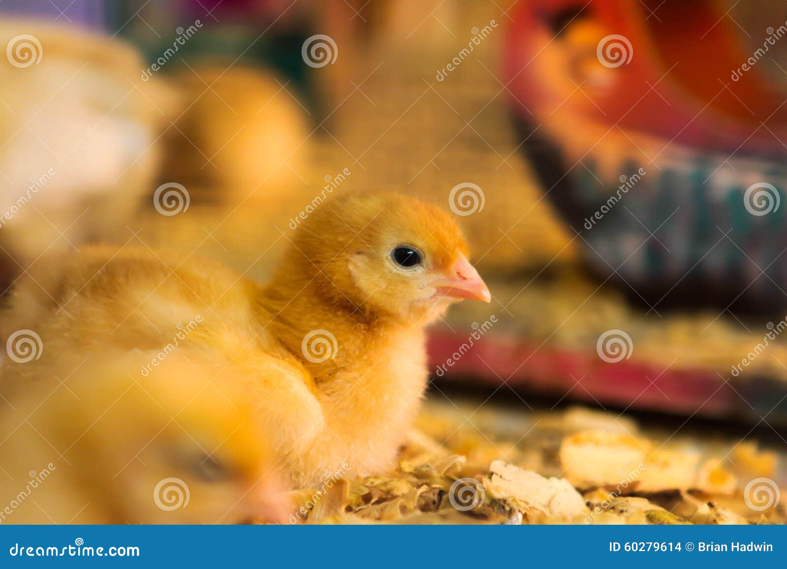 Polluelo en una jaula foto de archivo. Imagen de granja - 60279614