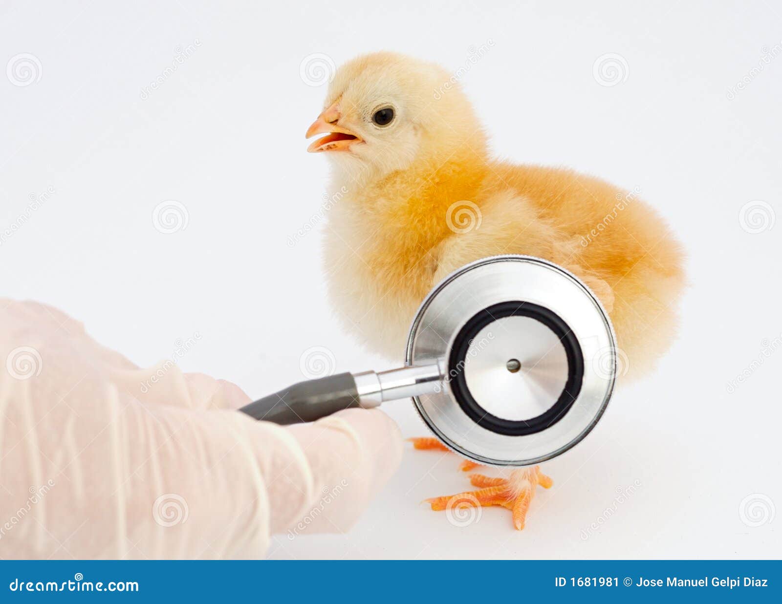 Polluelo Enfermo De La Gripe Imagen de archivo - Imagen de mano, amor ...