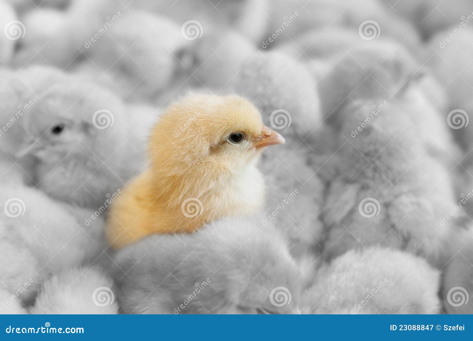 Polluelo excepcional imagen de archivo. Imagen de diversidad - 23088847