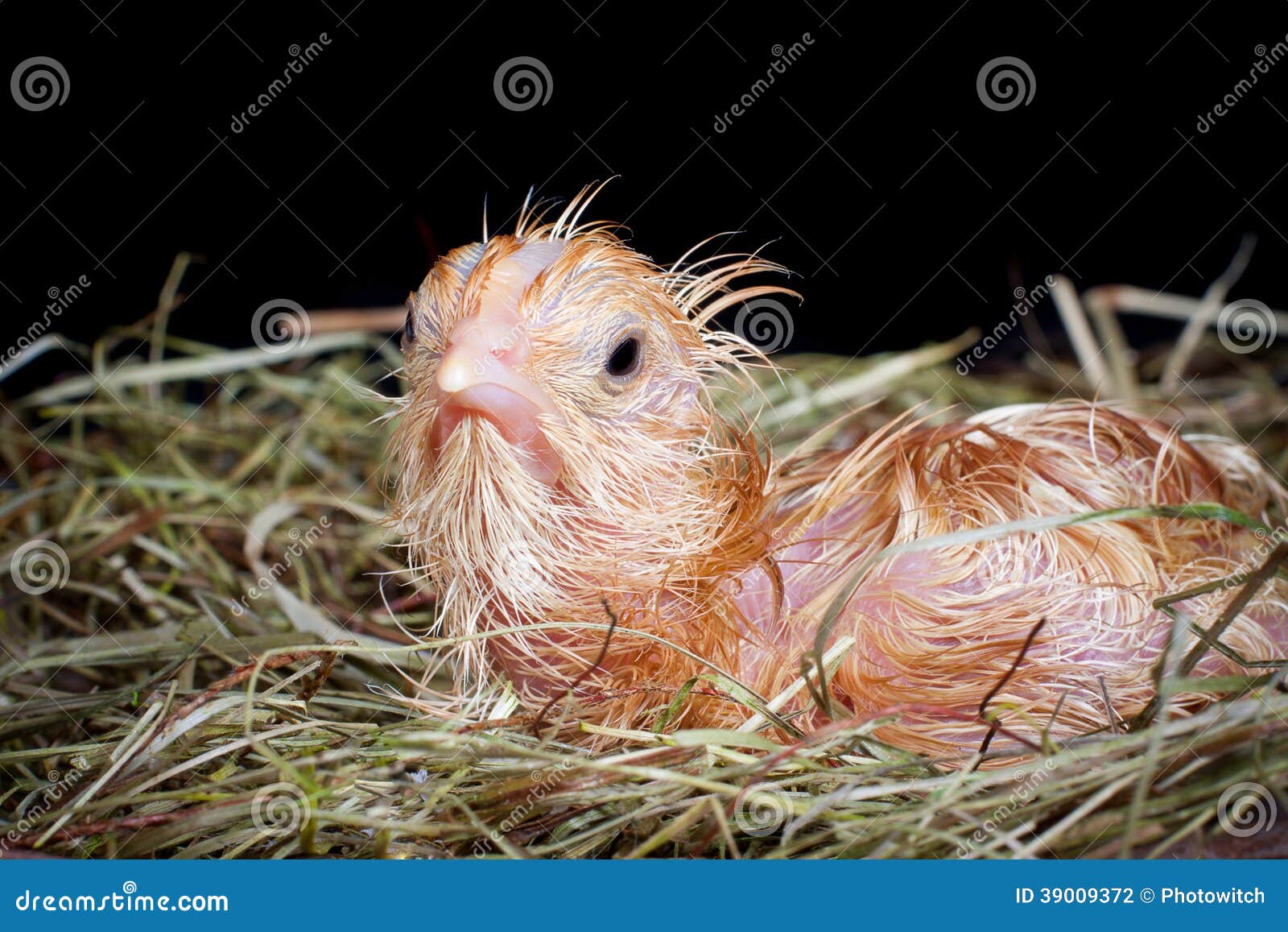 Polluelo Joven En Jerarquía Foto de archivo - Imagen de joven, animal ...