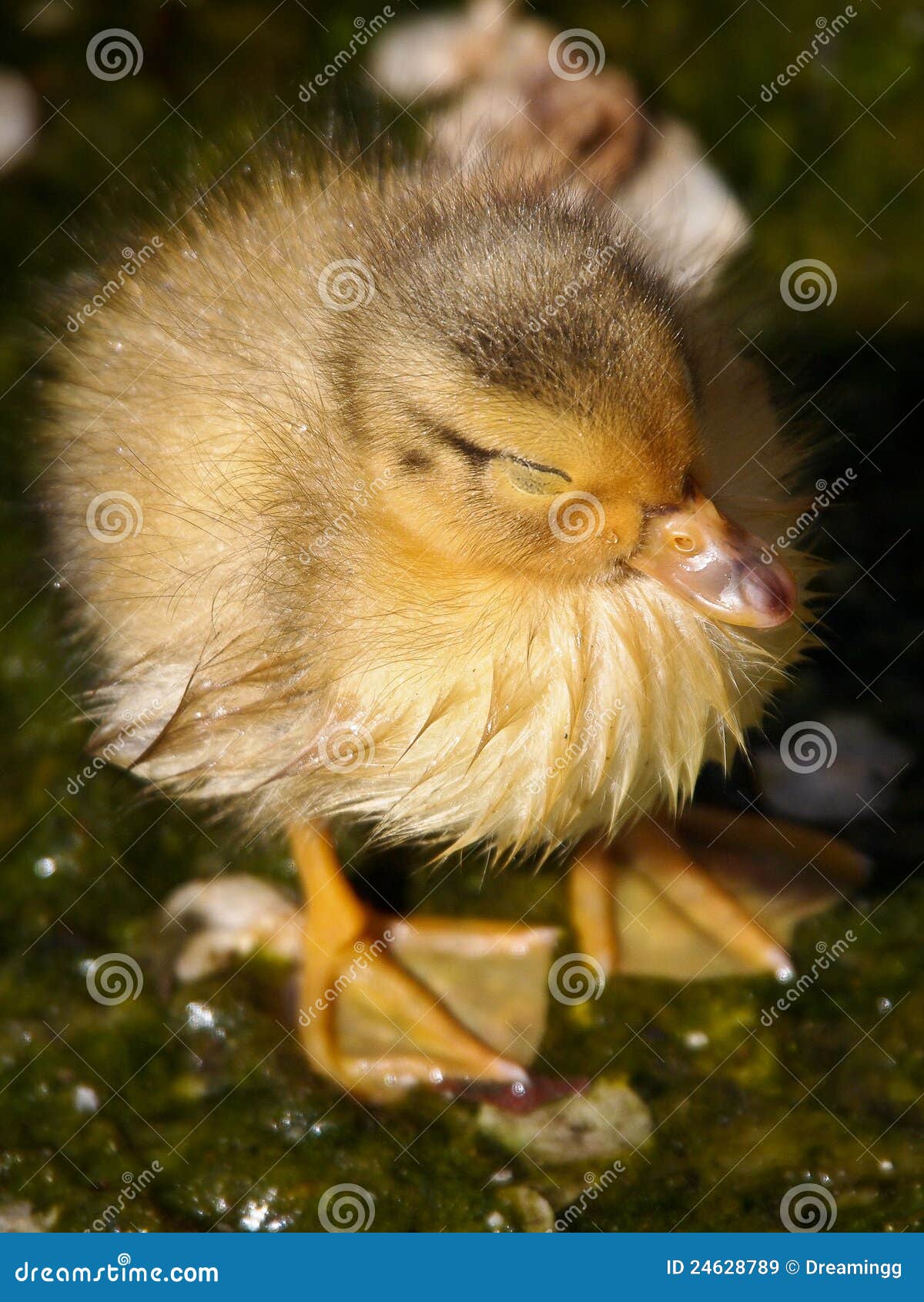 Polluelo mojado imagen de archivo. Imagen de bebé, mojado - 24628789