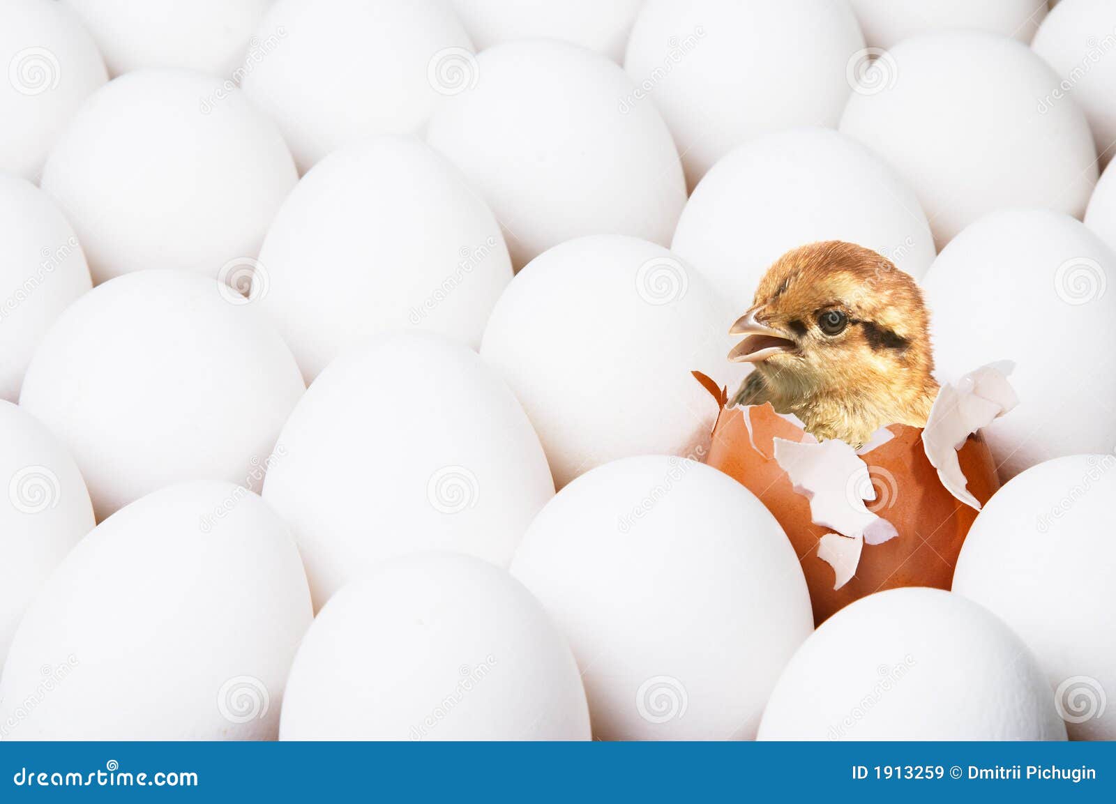 Polluelo recién nacido imagen de archivo. Imagen de individualidad ...