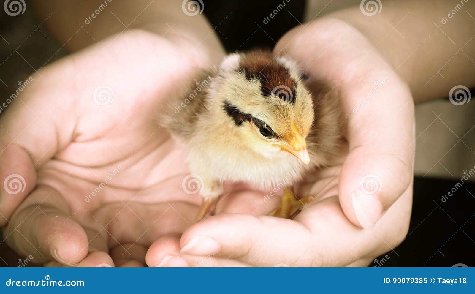 Polluelo recién nacido imagen de archivo. Imagen de pollo - 90079385