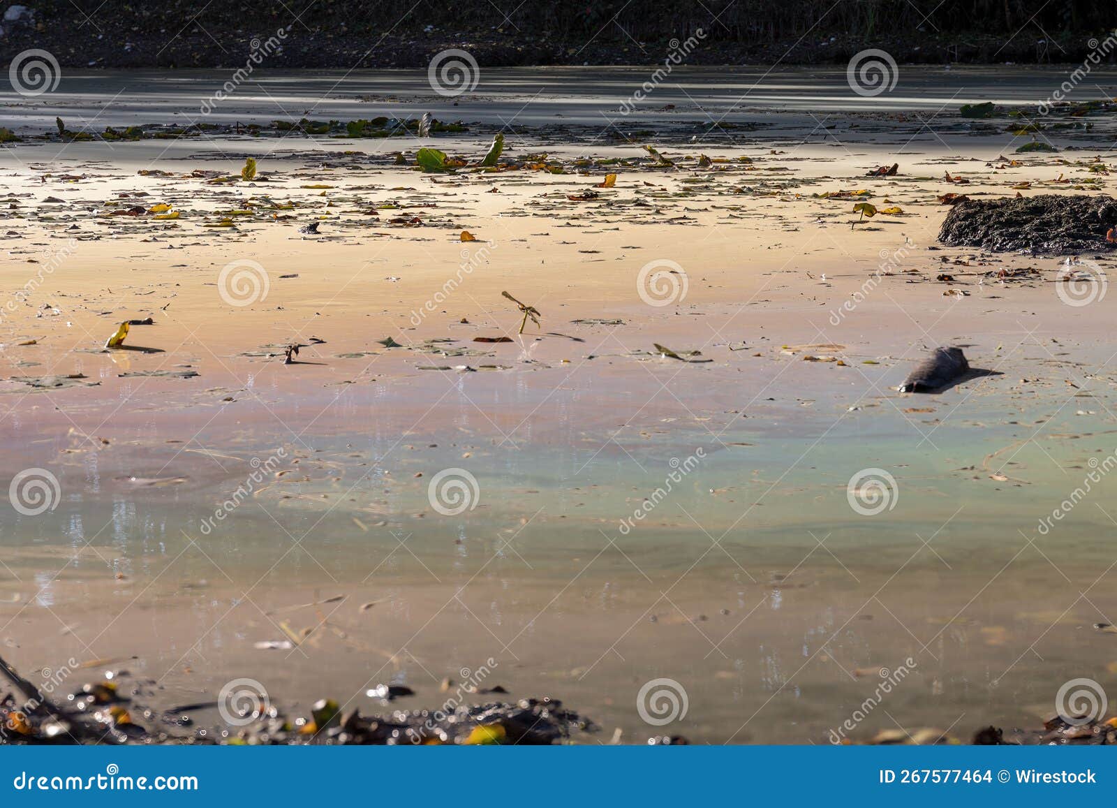 Polluted lake full of dirt stock photo. Image of waves - 267577464