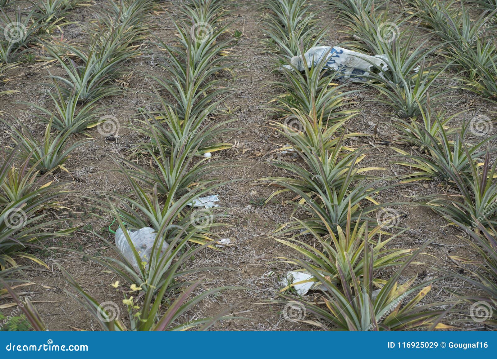 Polluted Pineapple Field in the Philippines Editorial Stock Image ...
