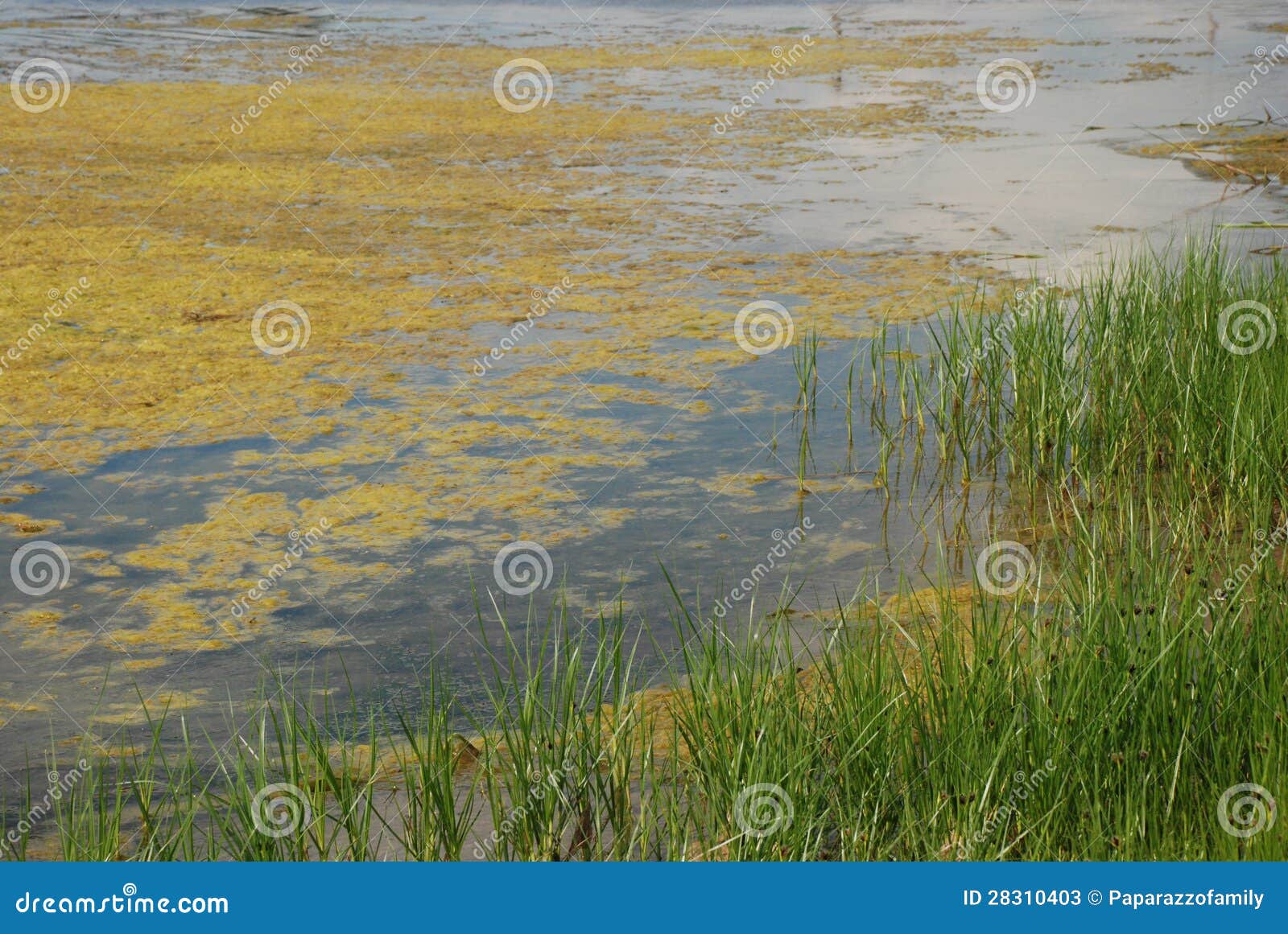Polluted pond stock image. Image of blossom, expose, exposure - 28310403