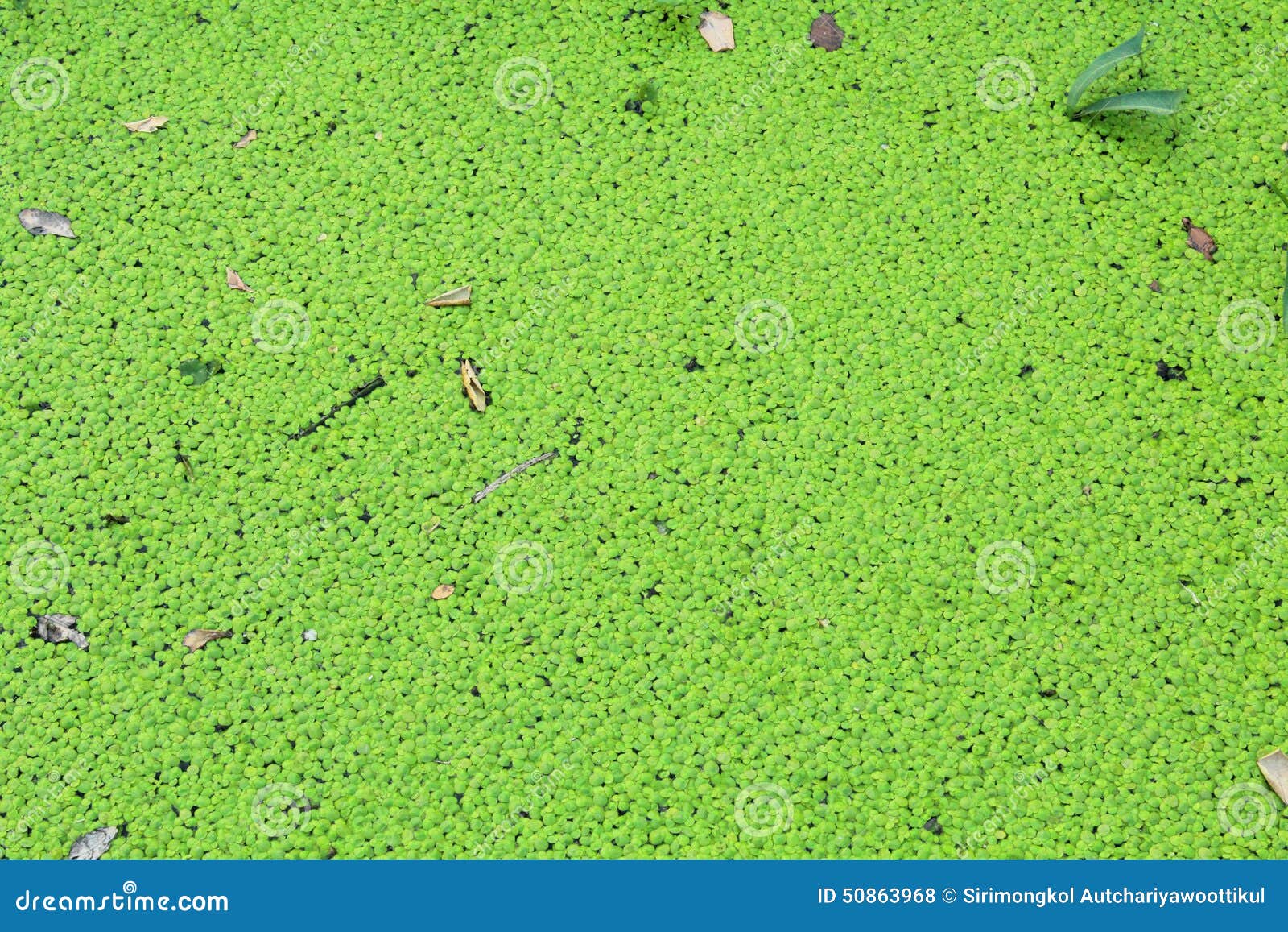 Polluted Pond with Algal Scum Stock Photo - Image of cover, preserve ...