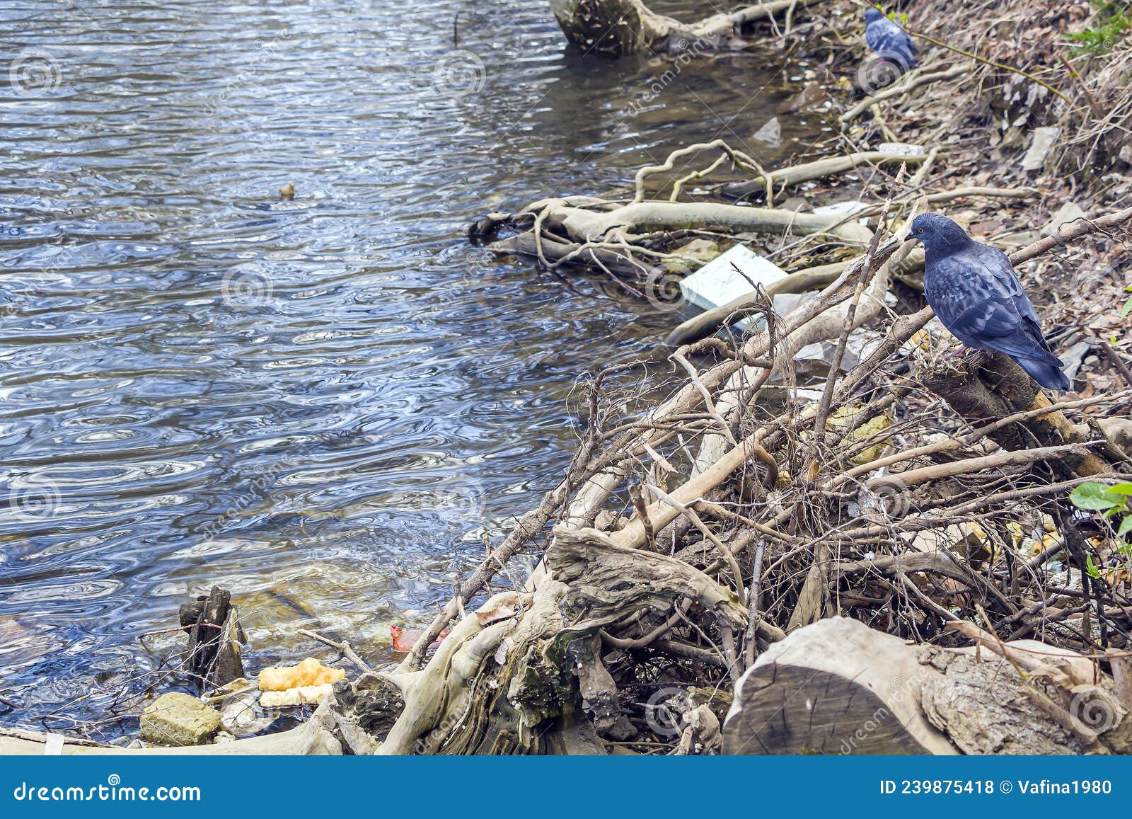 Polluted Pond. Debris, Polyurethane Foam in Water, Birds Doves Stock ...