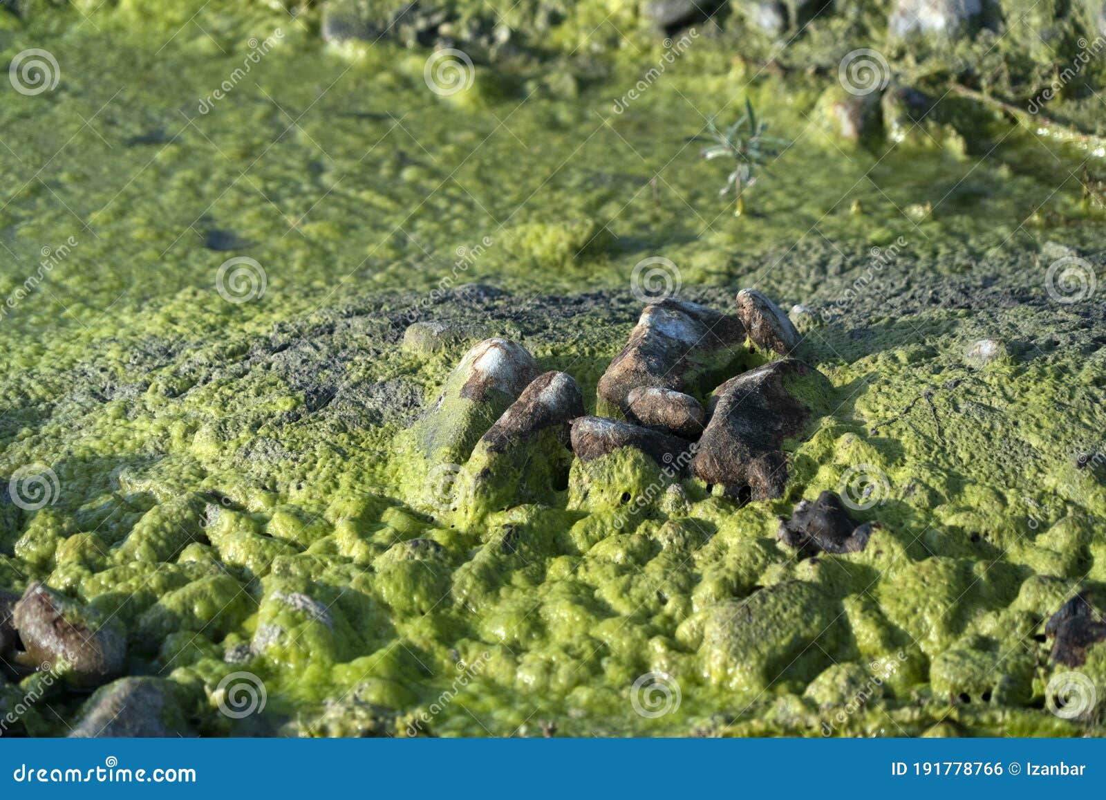 Polluted River Green and Yellow Water Stock Photo - Image of outdoor ...