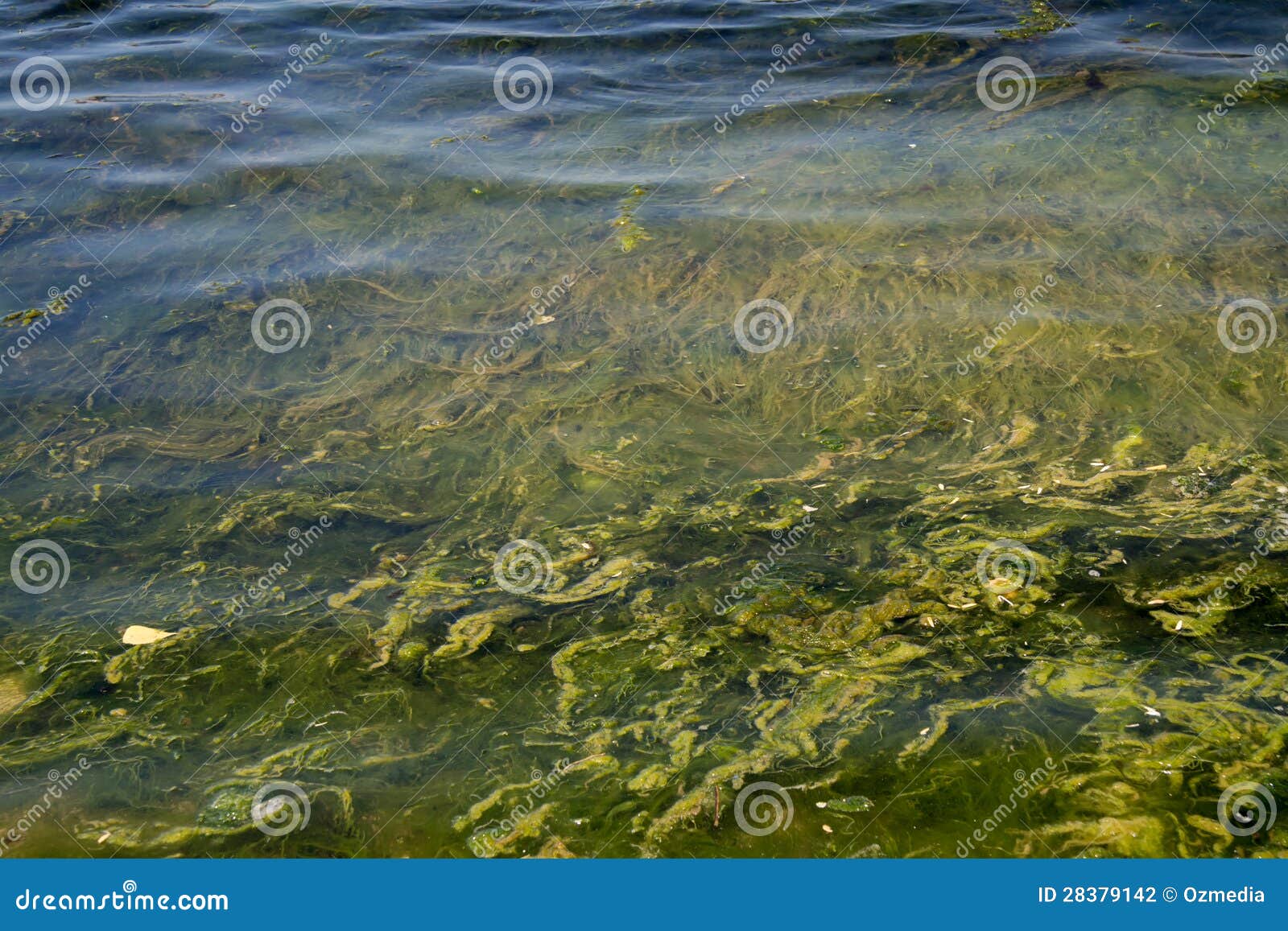 Polluted Water at a Sea Coast Stock Photo - Image of dangerous, nature ...