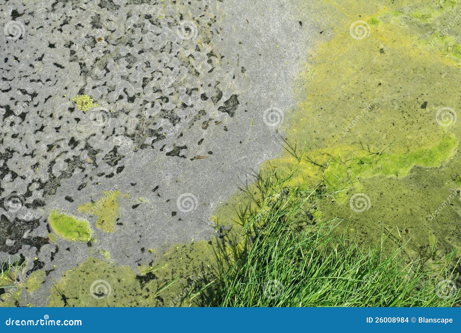 Polluted Water with Survived Green Grass on Pond Stock Photo - Image of ...