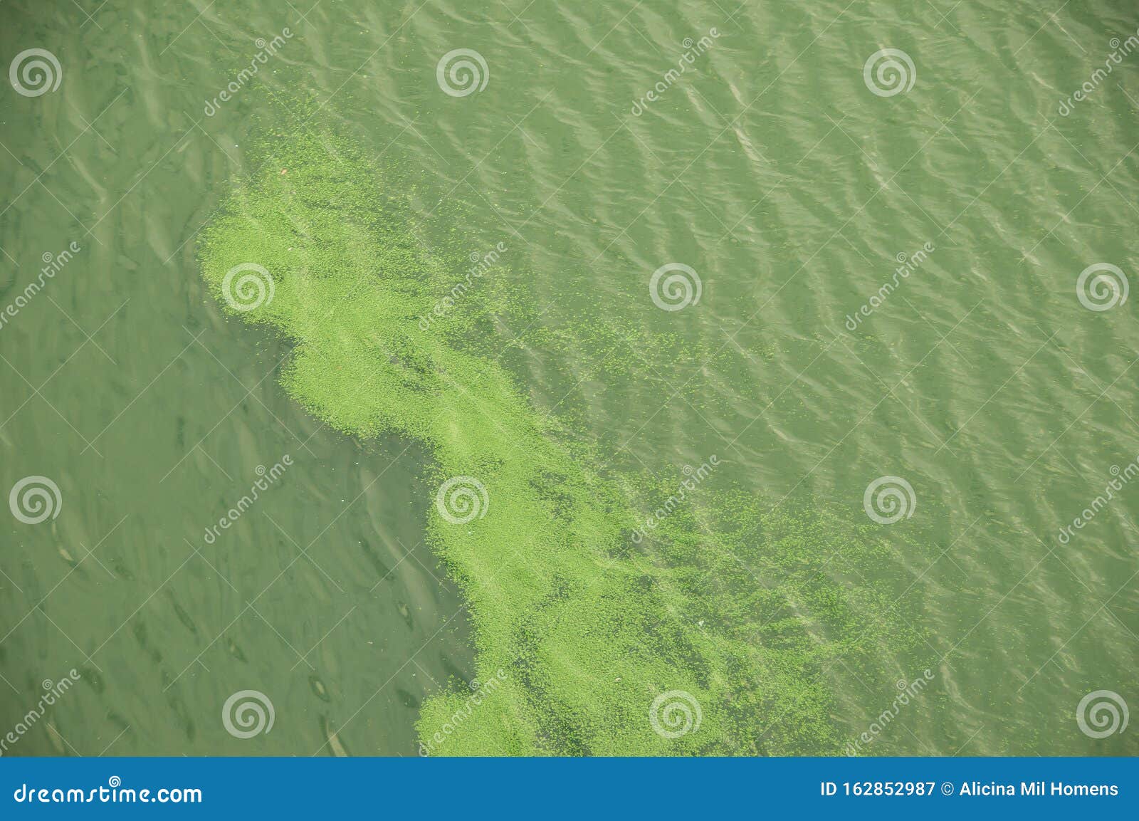 Polluted and Weed-infested River Water Stock Image - Image of change ...