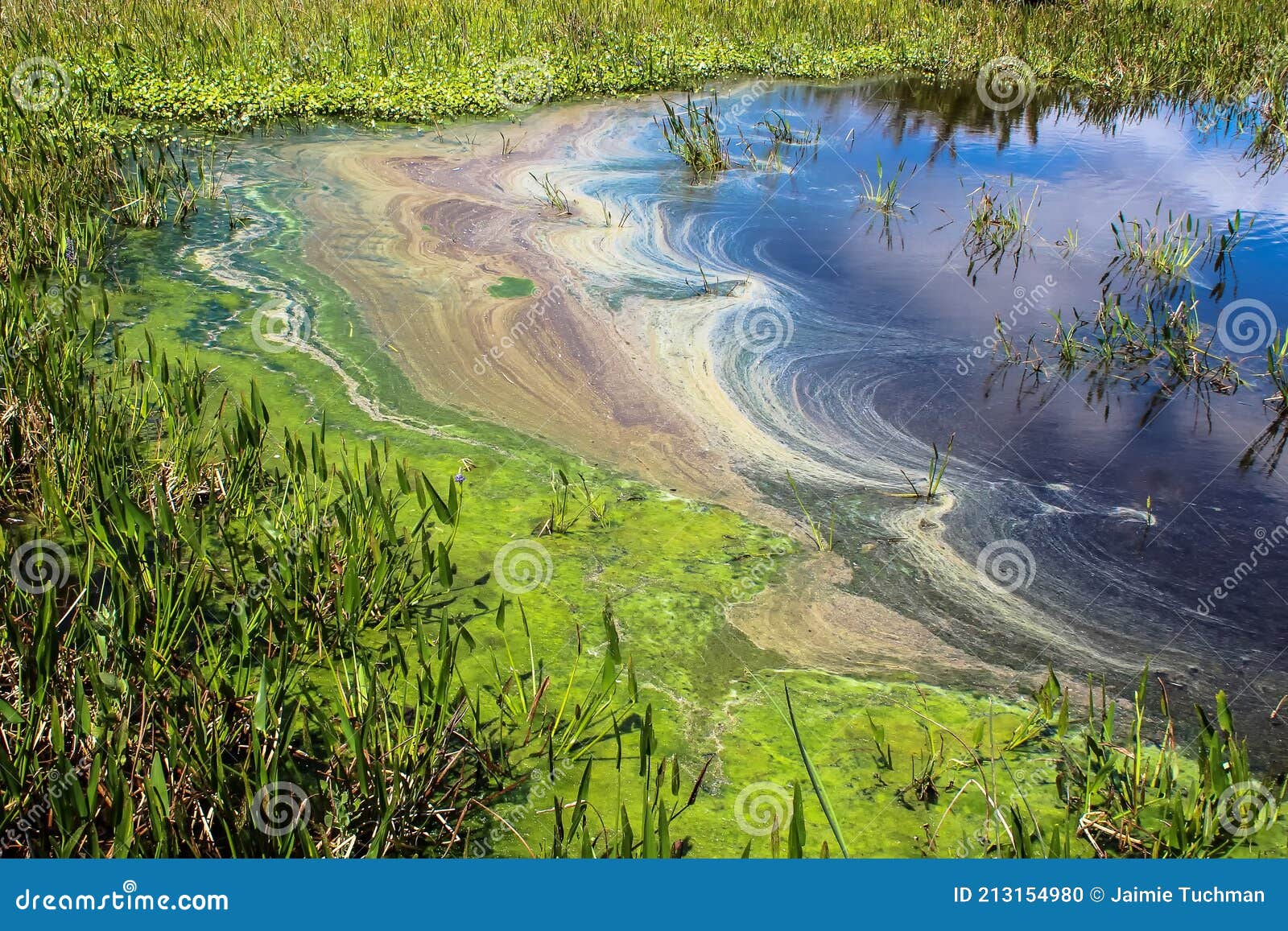 Pollution and Algae in the Wetlands Stock Photo - Image of marsh, dirt ...