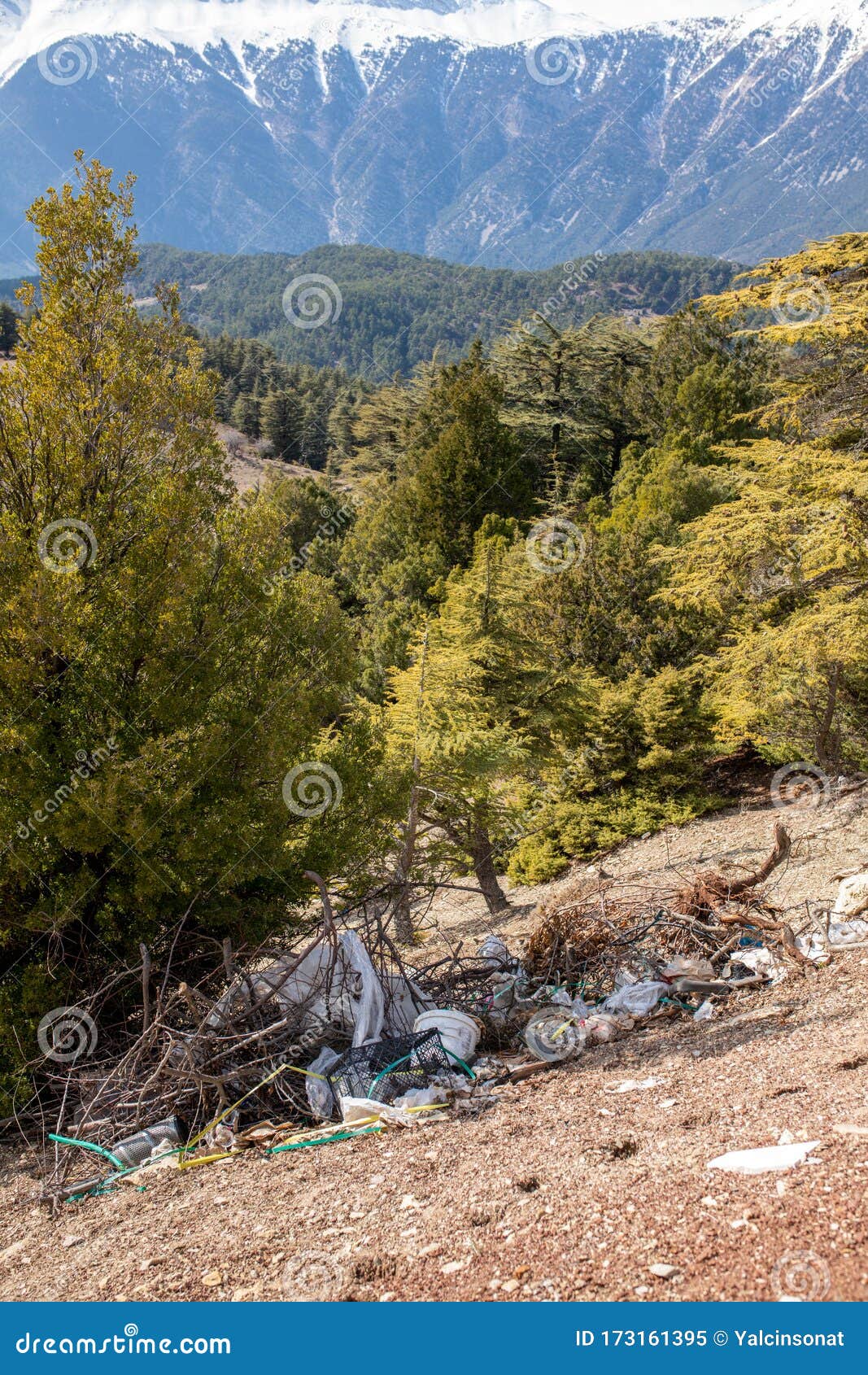 Pollution in forest stock image. Image of destruction - 173161395