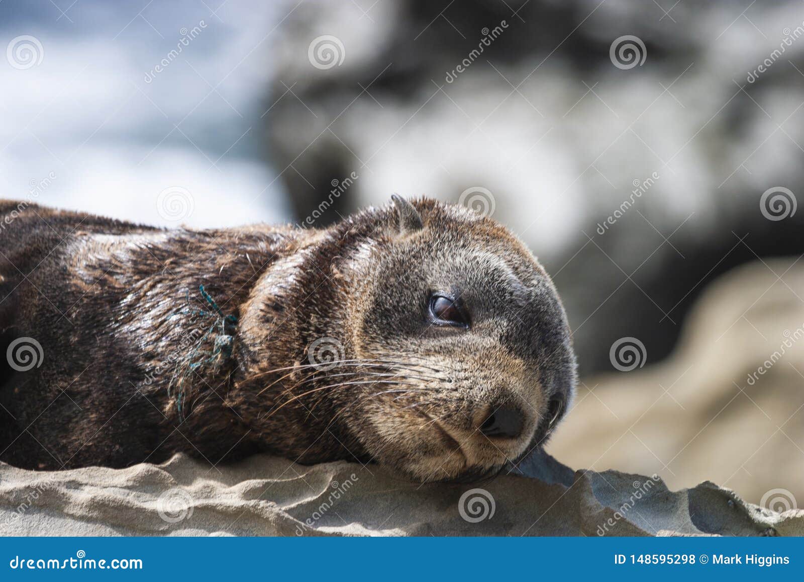 Pollution Killing Seal with Plastic Stock Photo - Image of coastal ...