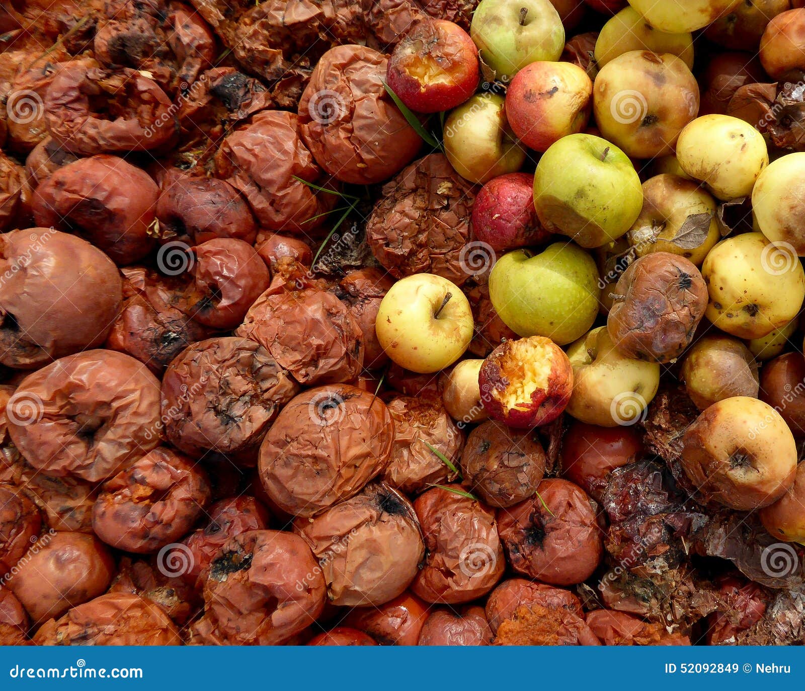 Pollution organique image stock. Image du endommagé, pomme - 52092849