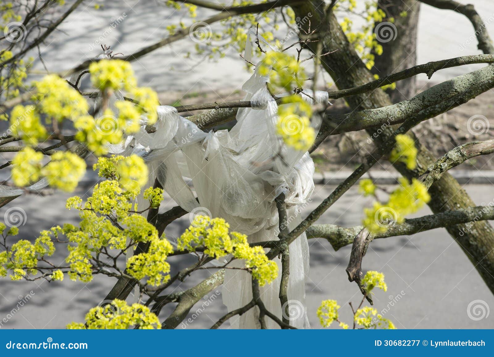 Pollution Plastic in Maple Tree Stock Image - Image of future, nature ...