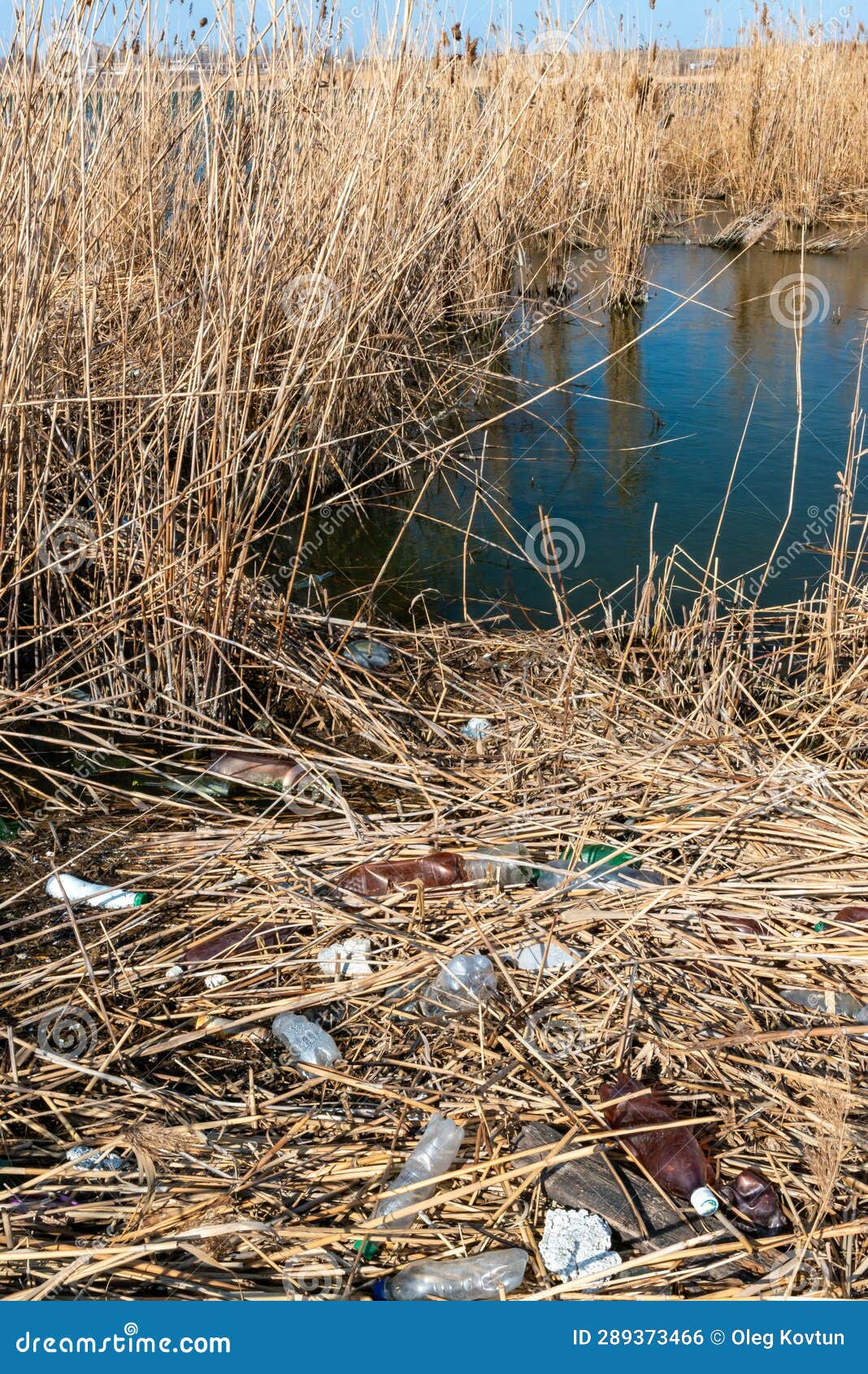 Pollution with Plastic Waste and Microplastics on the Shore of the ...