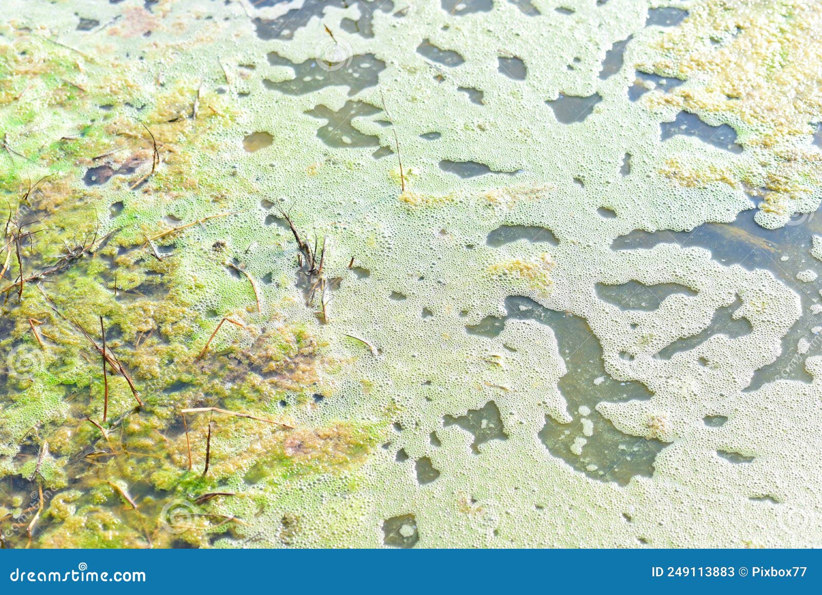 Pollution Problem in Swamp, Algae Blooming Stock Image - Image of ...