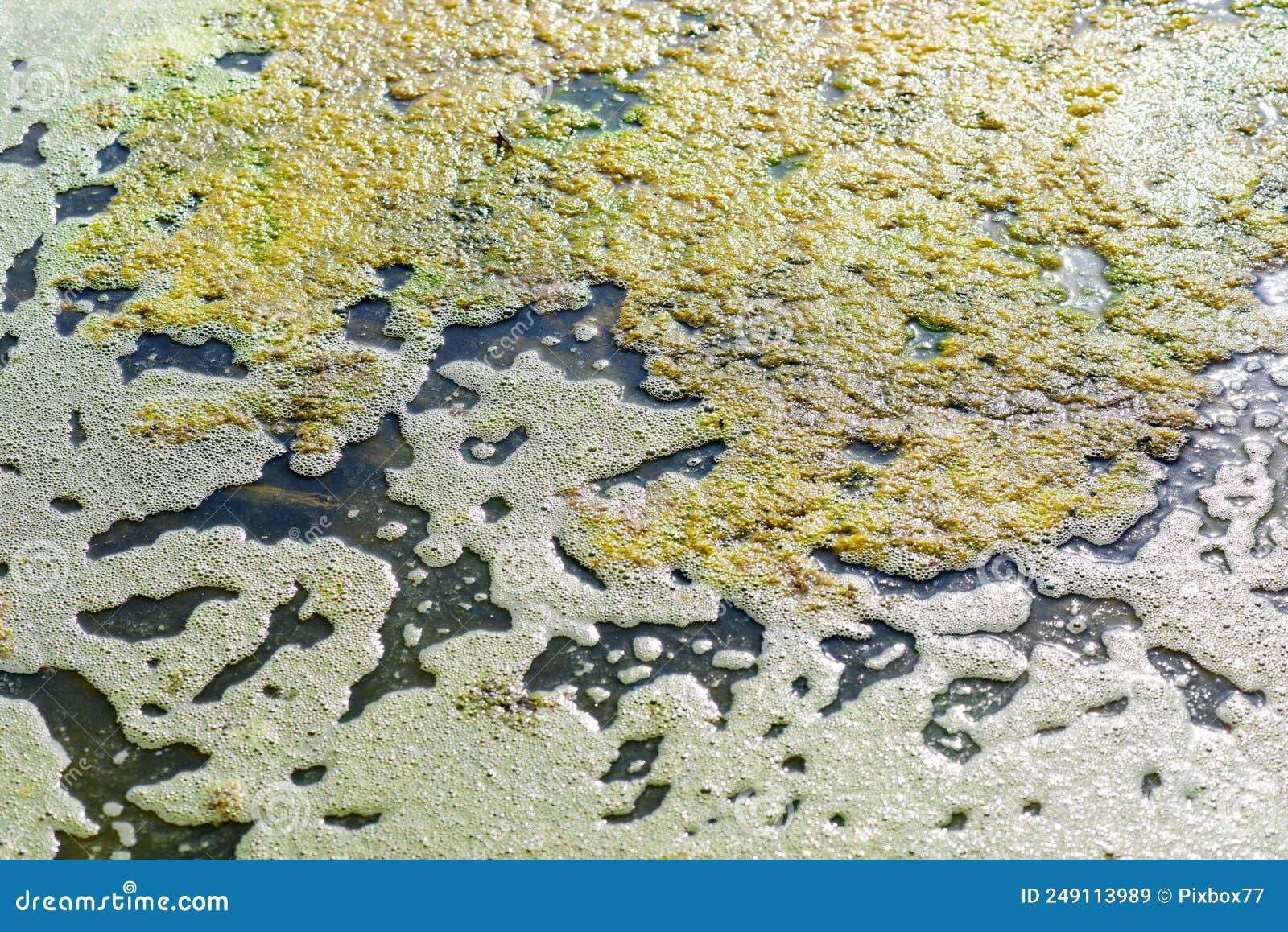 Pollution Problem in Swamp, Algae Blooming Stock Image - Image of bloom ...