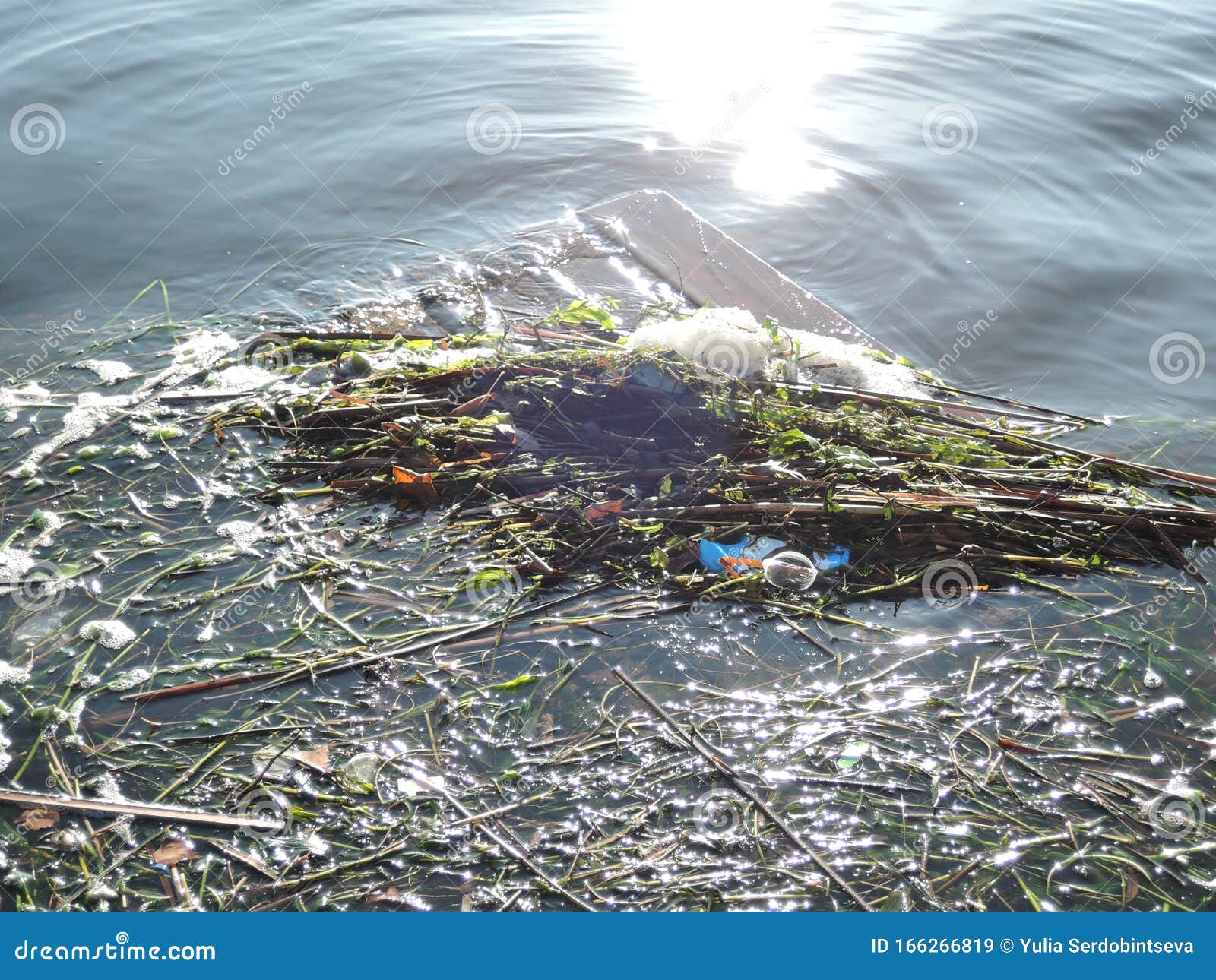 Pollution of the Reservoir, Plastic Mixed with Algae on the Coastal ...