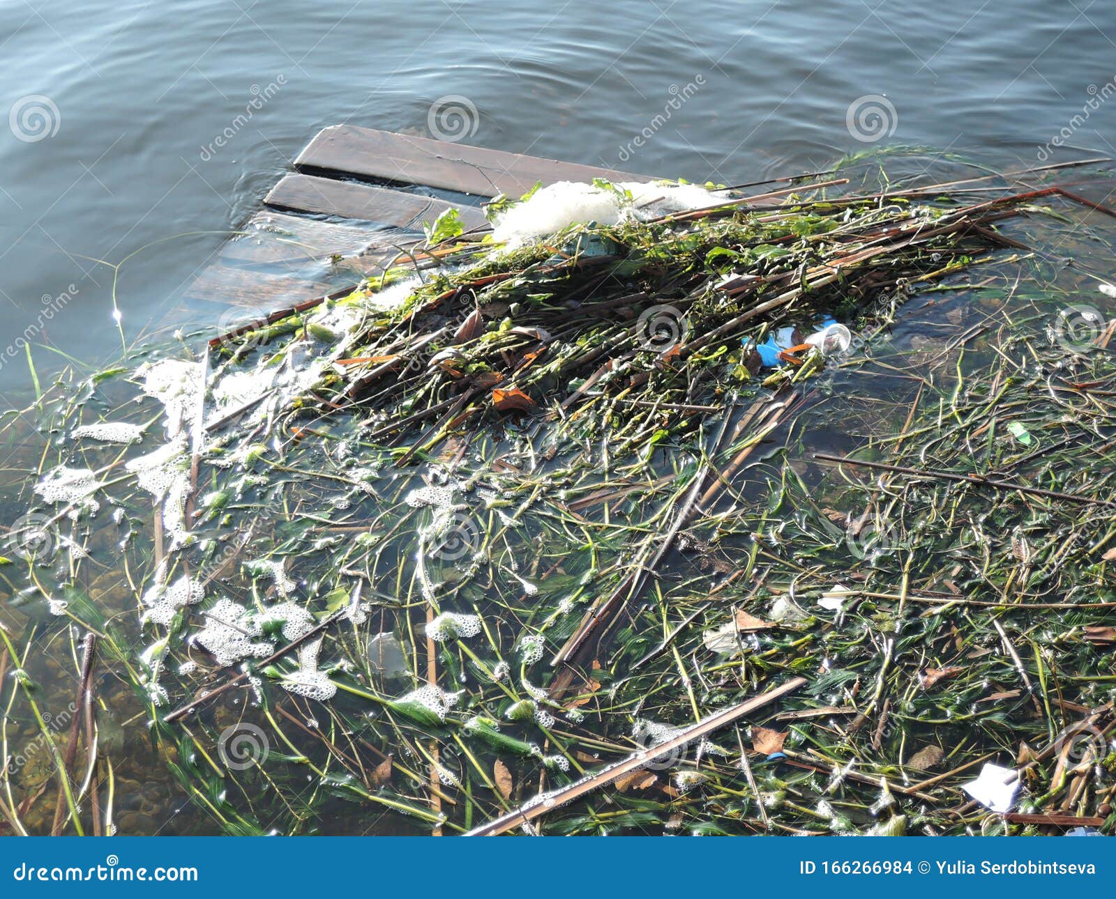 Pollution of the Reservoir, Plastic Mixed with Algae on the Coastal ...