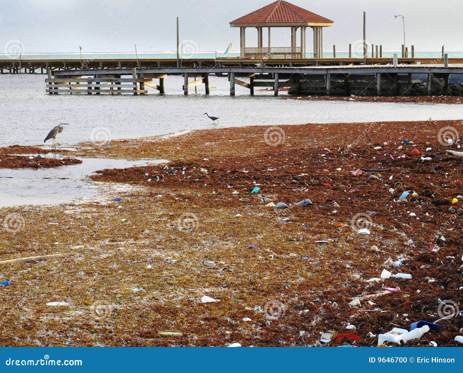 Pollution & Trash Along the Shore Stock Photo - Image of gulf, beach ...