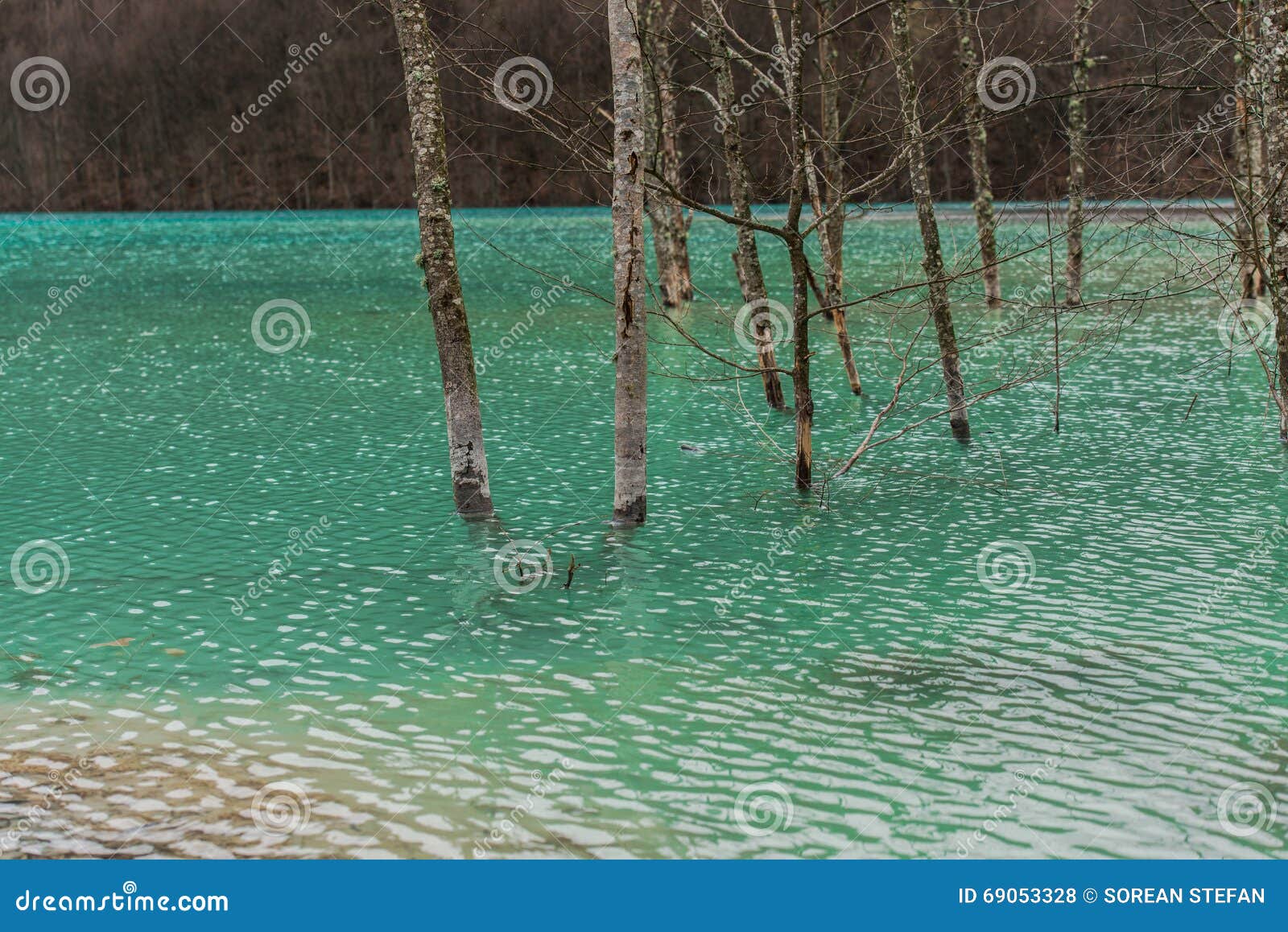 Pollution water stock photo. Image of delta, forest, construction ...