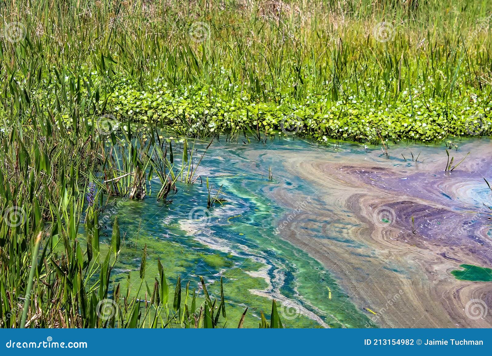 Pollution and Algae in the Wetlands Stock Photo - Image of colours ...