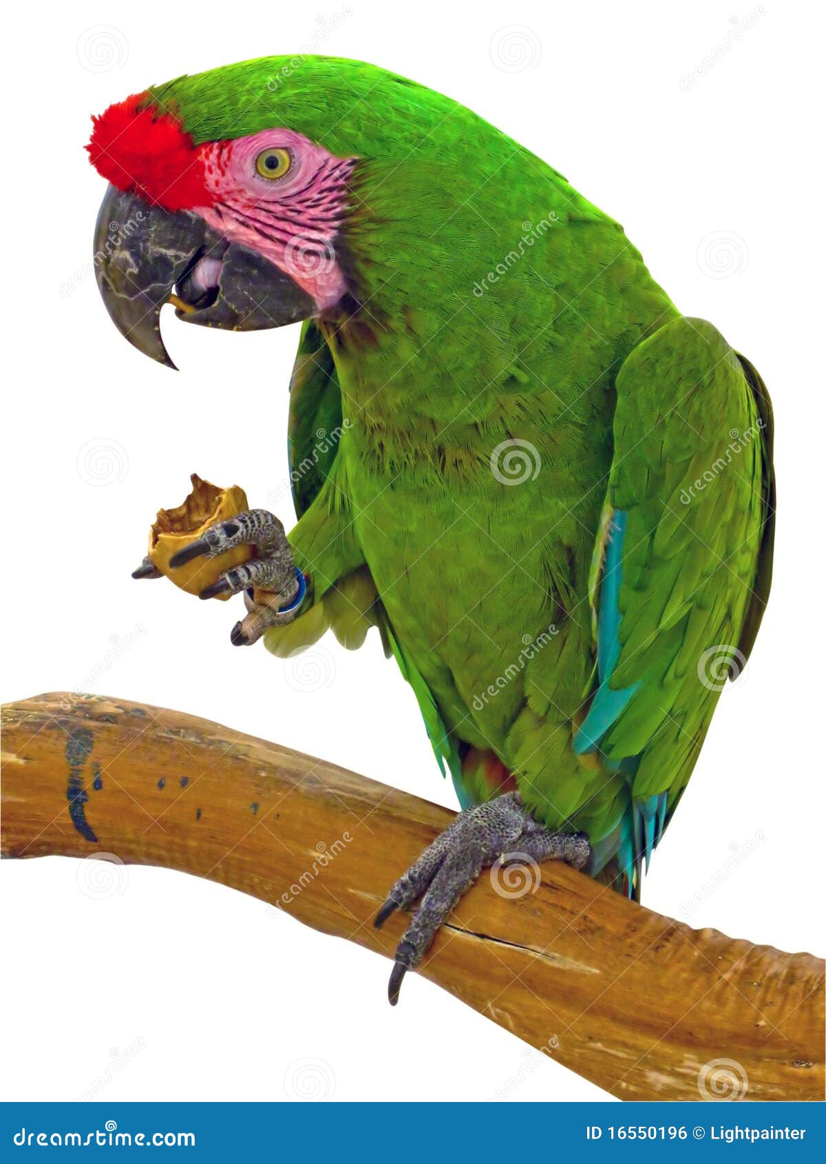 Polly stock photo. Image of wildlife, perch, avian, tropical - 16550196