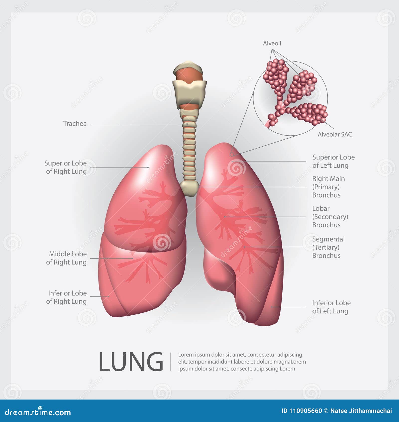 Polmone con il dettaglio illustrazione vettoriale. Illustrazione di ...